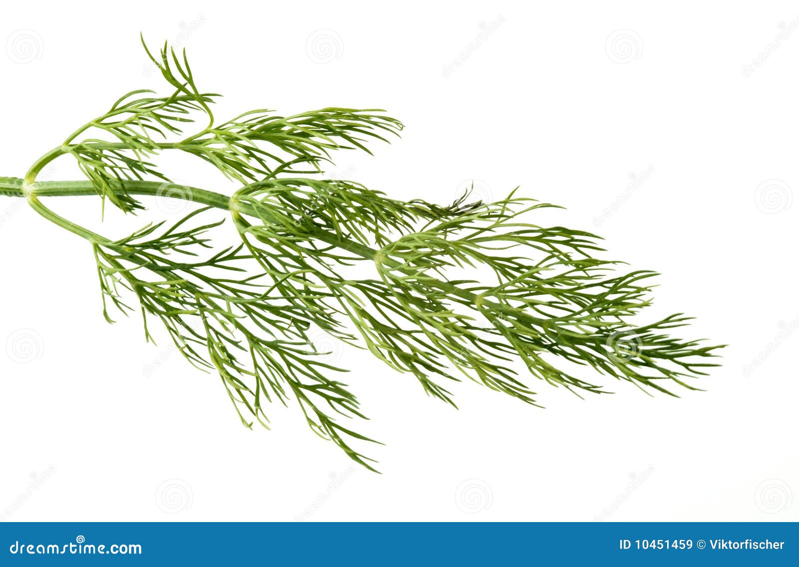 Dill weed stock image. Image of organic, seasoning, aromatic - 10451459