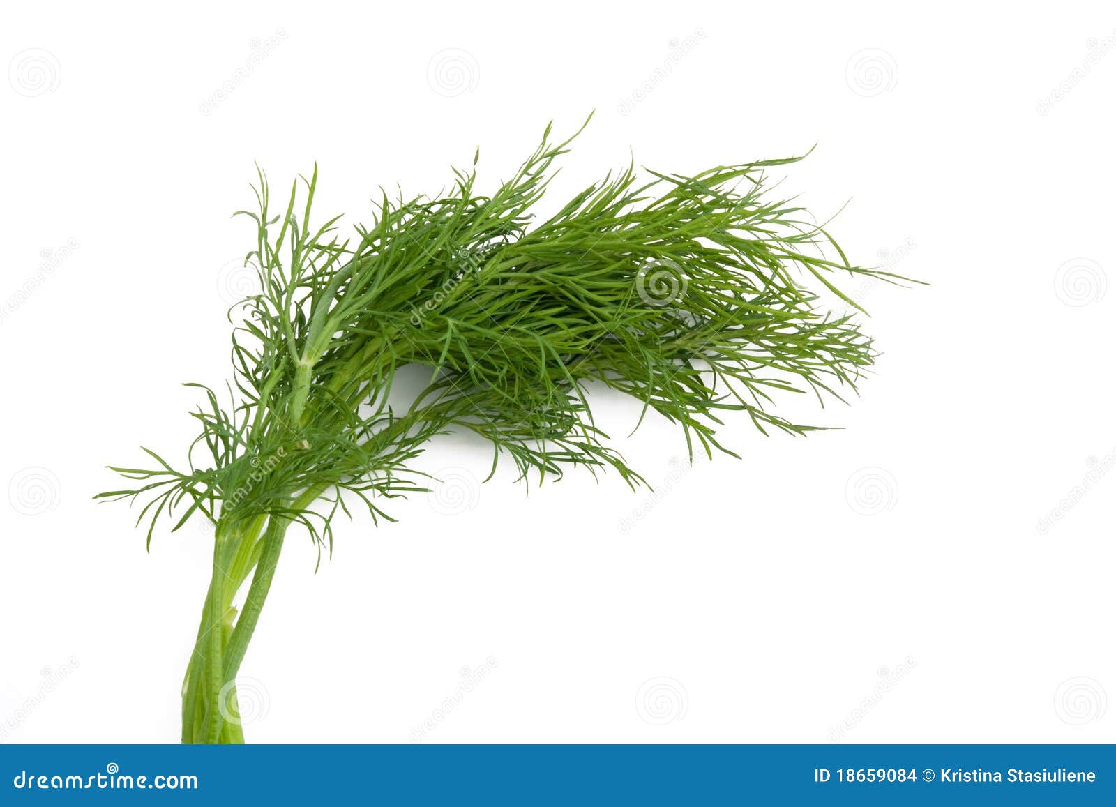 Dill on the white stock photo. Image of fennel, closeup - 18659084