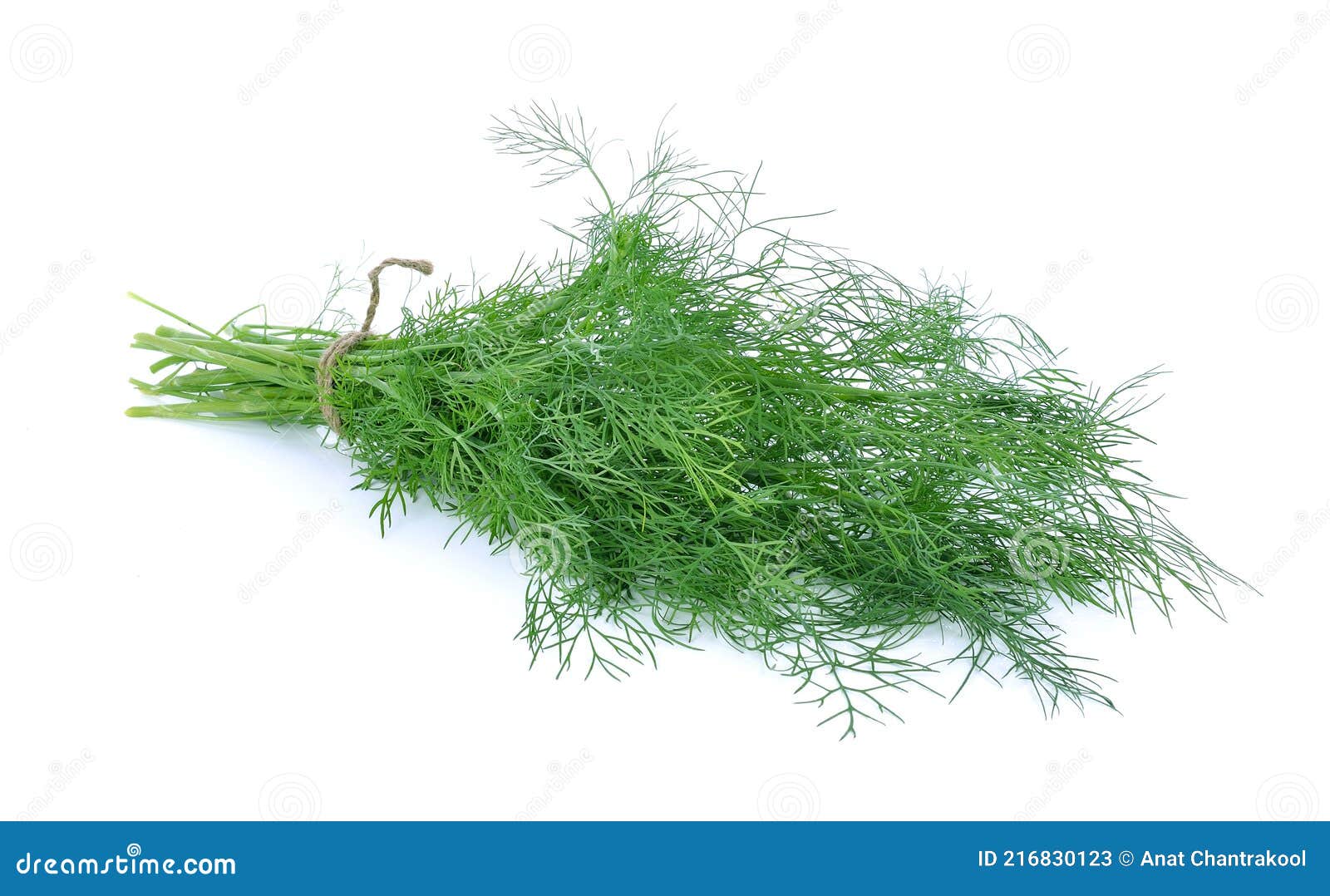 Dill Isolated on White Background Stock Image - Image of close ...