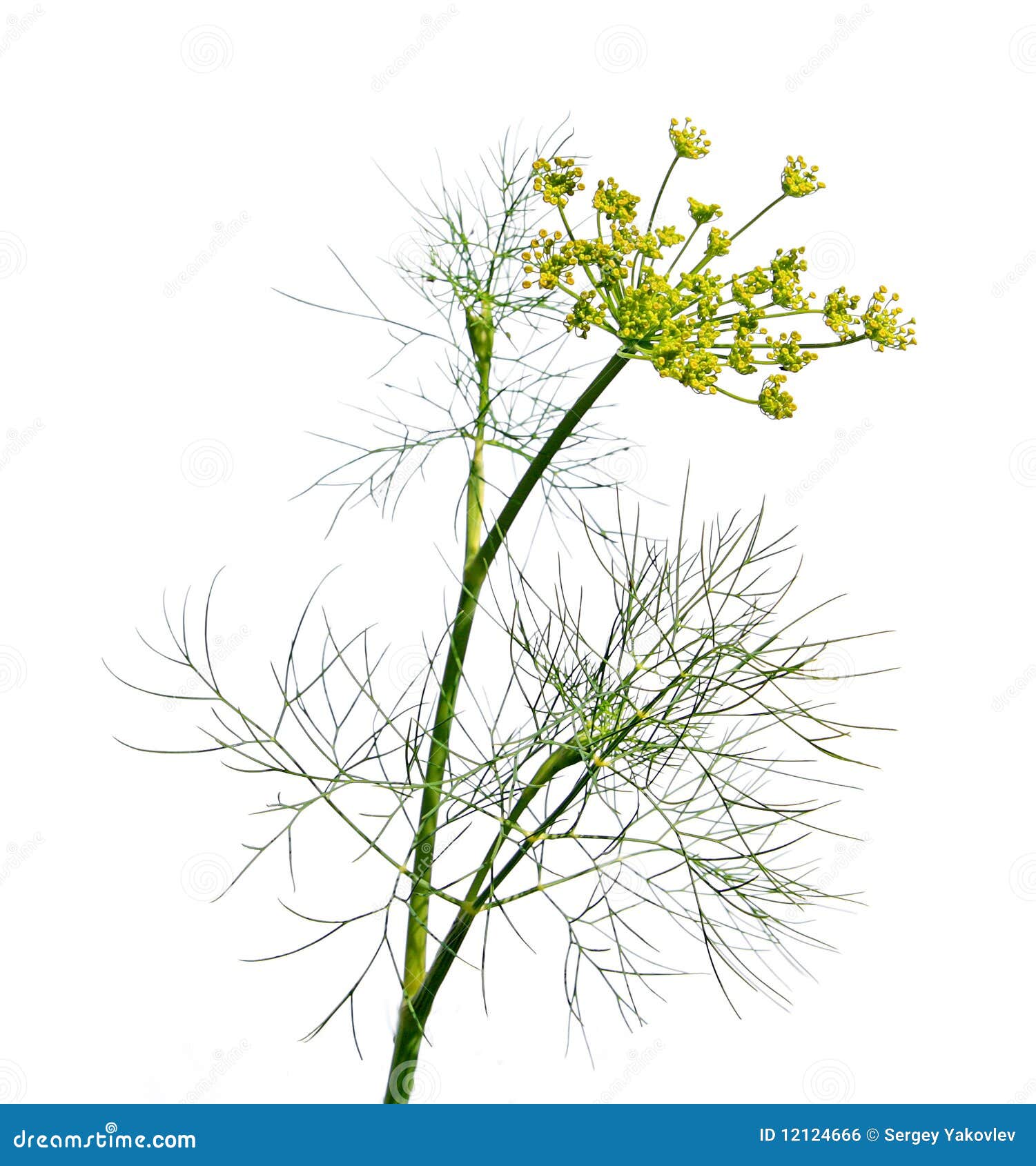 Dille stock foto. Image of modern, uitgelijnd, sluit - 12124666