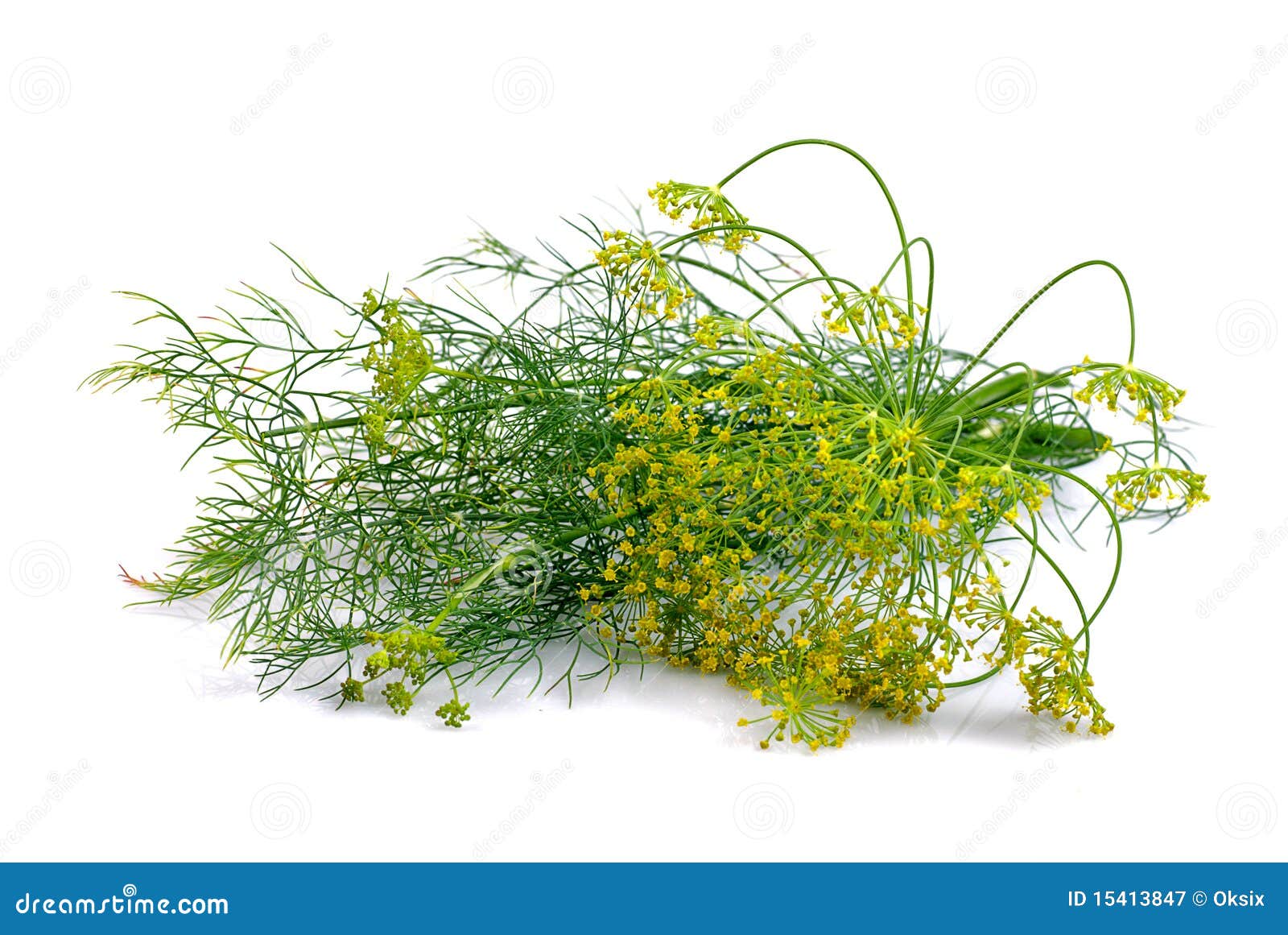 Dille stock afbeelding. Image of versheid, bloeiwijze - 15413847