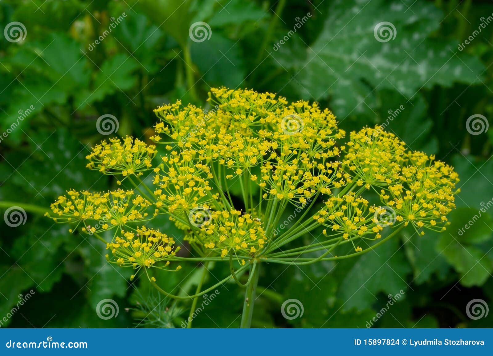 Dille stock foto. Image of koken, landbouw, kruid, bloesem - 15897824