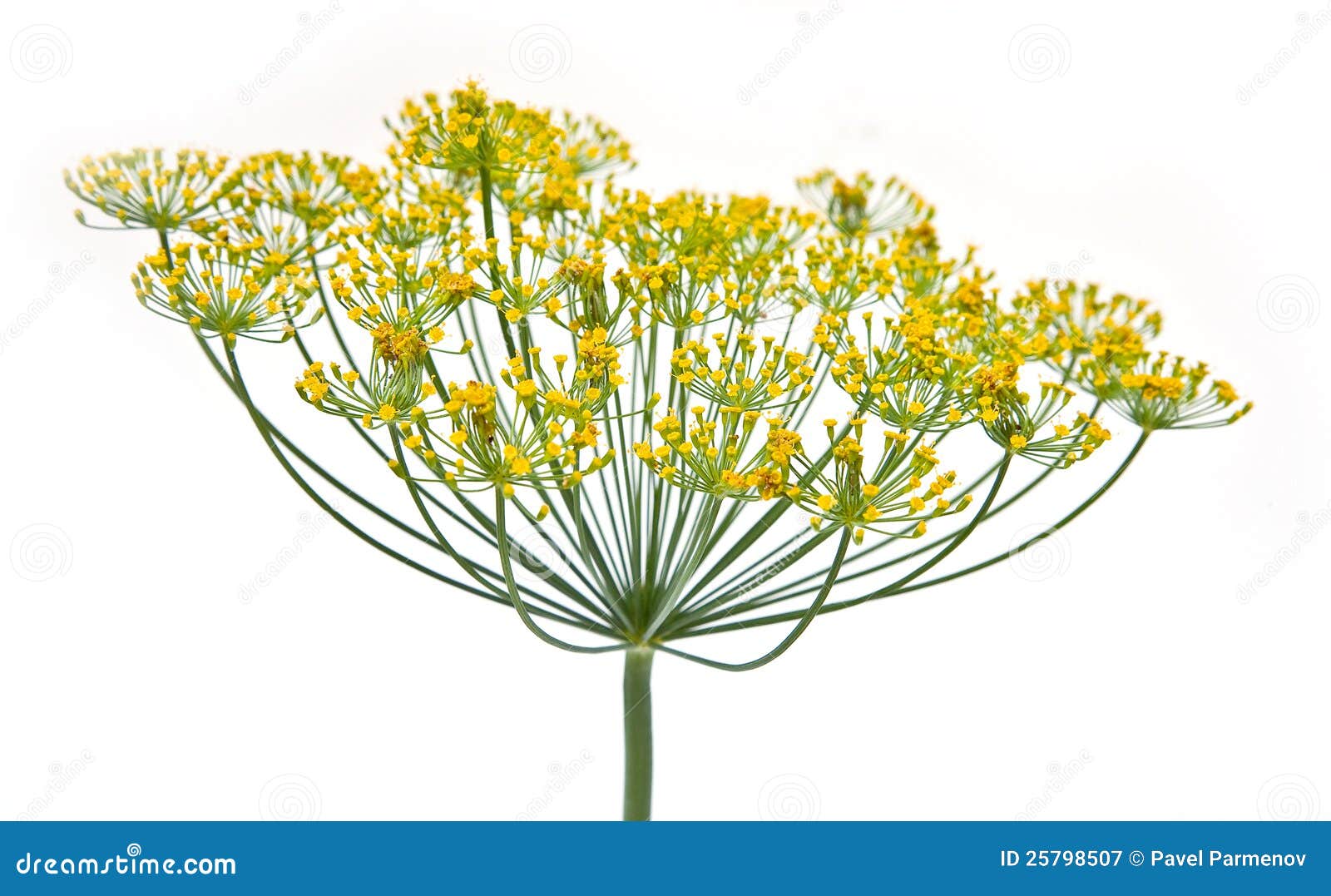 Dille stock afbeelding. Image of bloesem, struik, geïsoleerd - 25798507