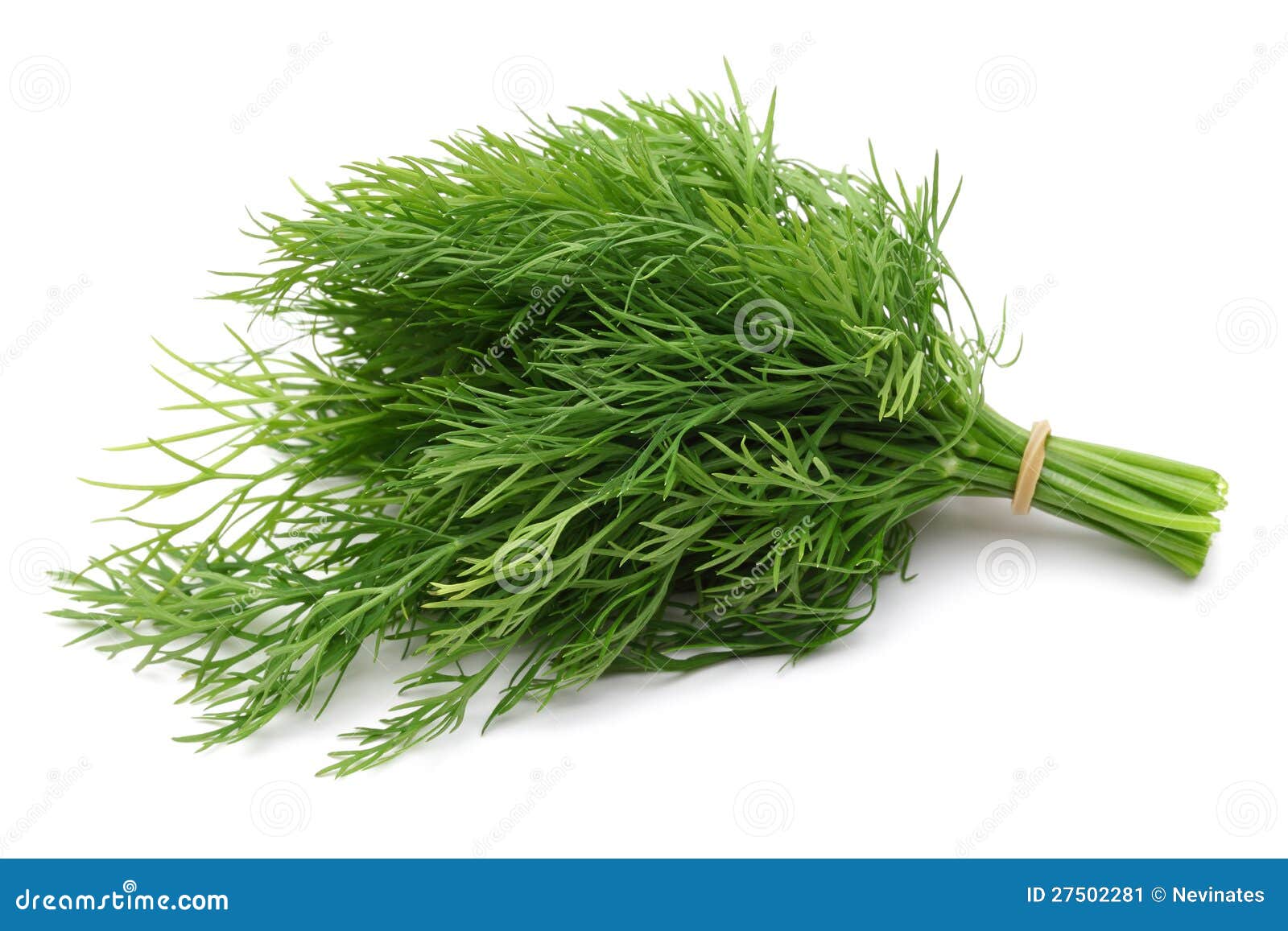 Dille stock afbeelding. Image of voorwerp, versier, groen - 27502281