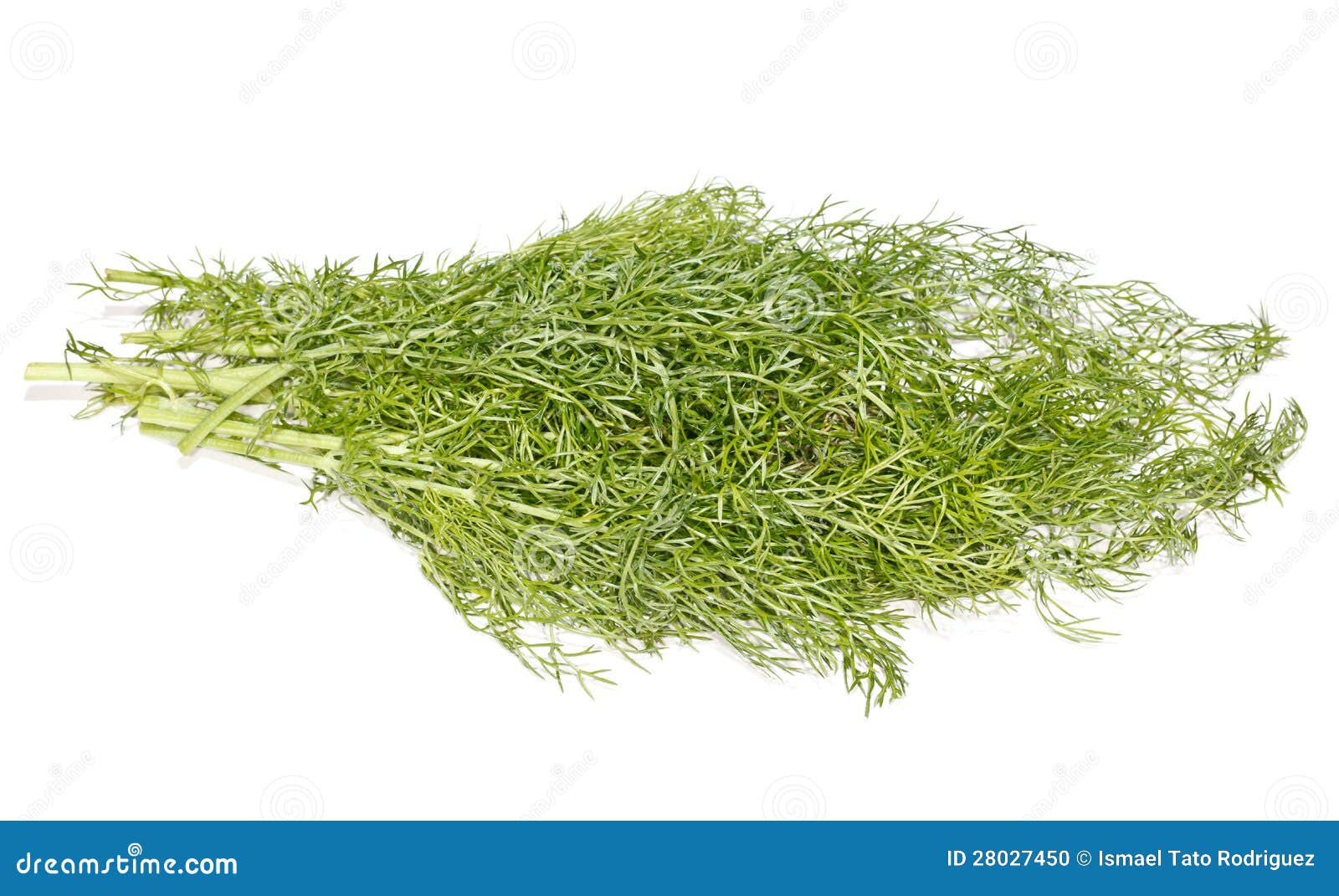 Dille stock foto. Image of vers, nave, bladeren, macro - 28027450