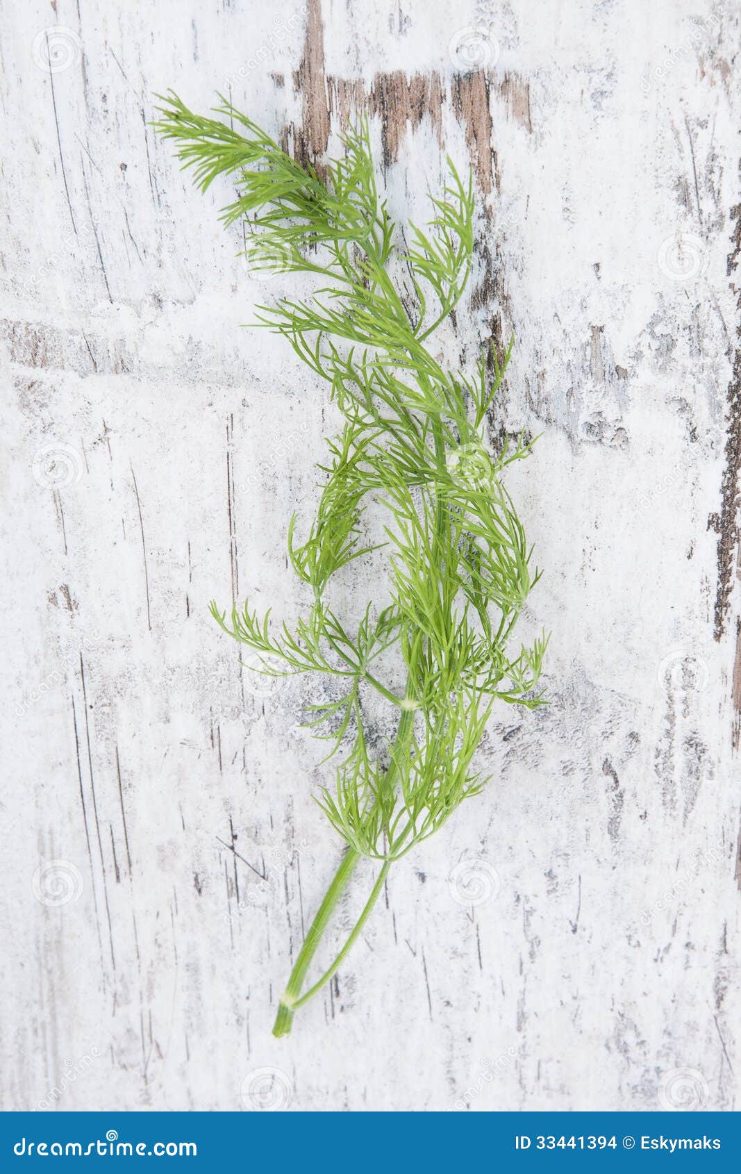 Dille. Culinaire kruiden. stock foto. Image of schot - 33441394