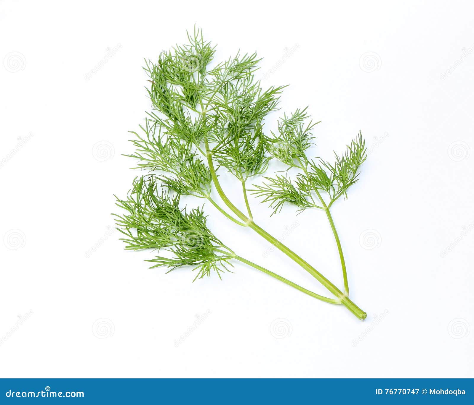 Dille groen kruid stock afbeelding. Image of kruid, voedsel - 76770747