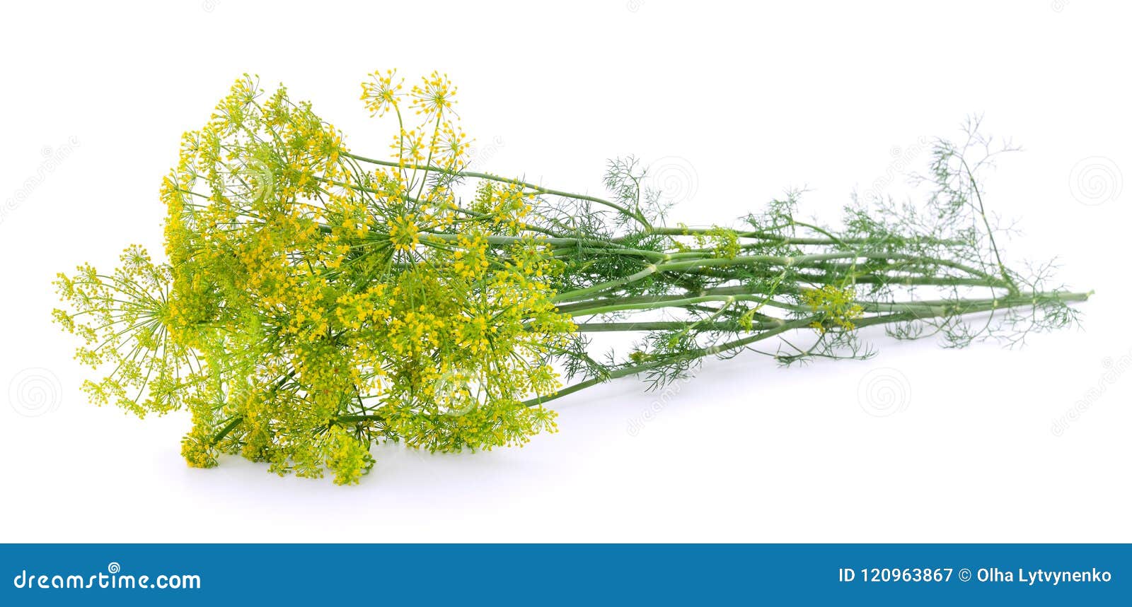 Dille op wit stock afbeelding. Image of groen, installatie - 120963867