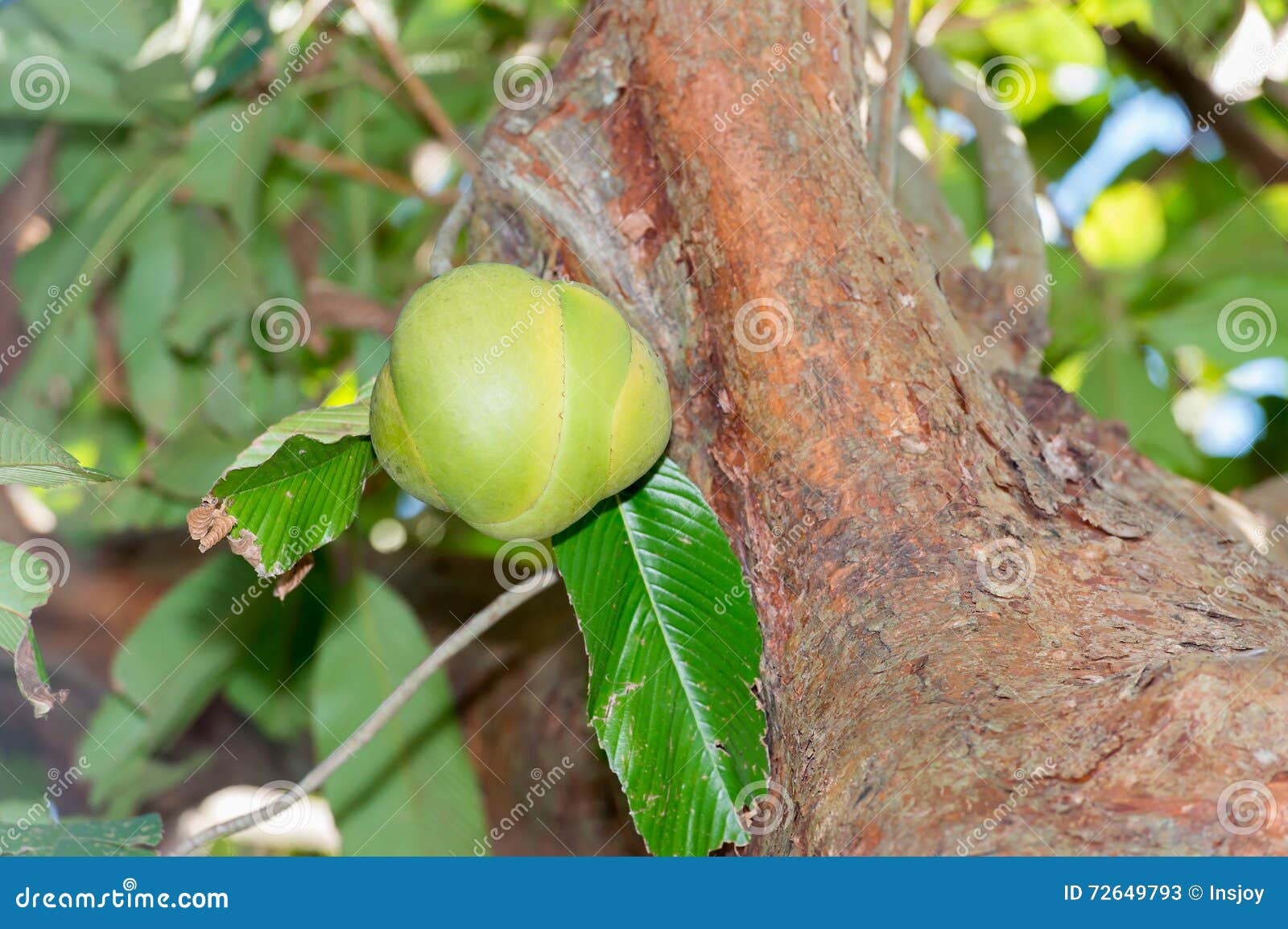 Dillenia Indica(Elephant Apple) Stock Image - Image of fleshy, edible ...