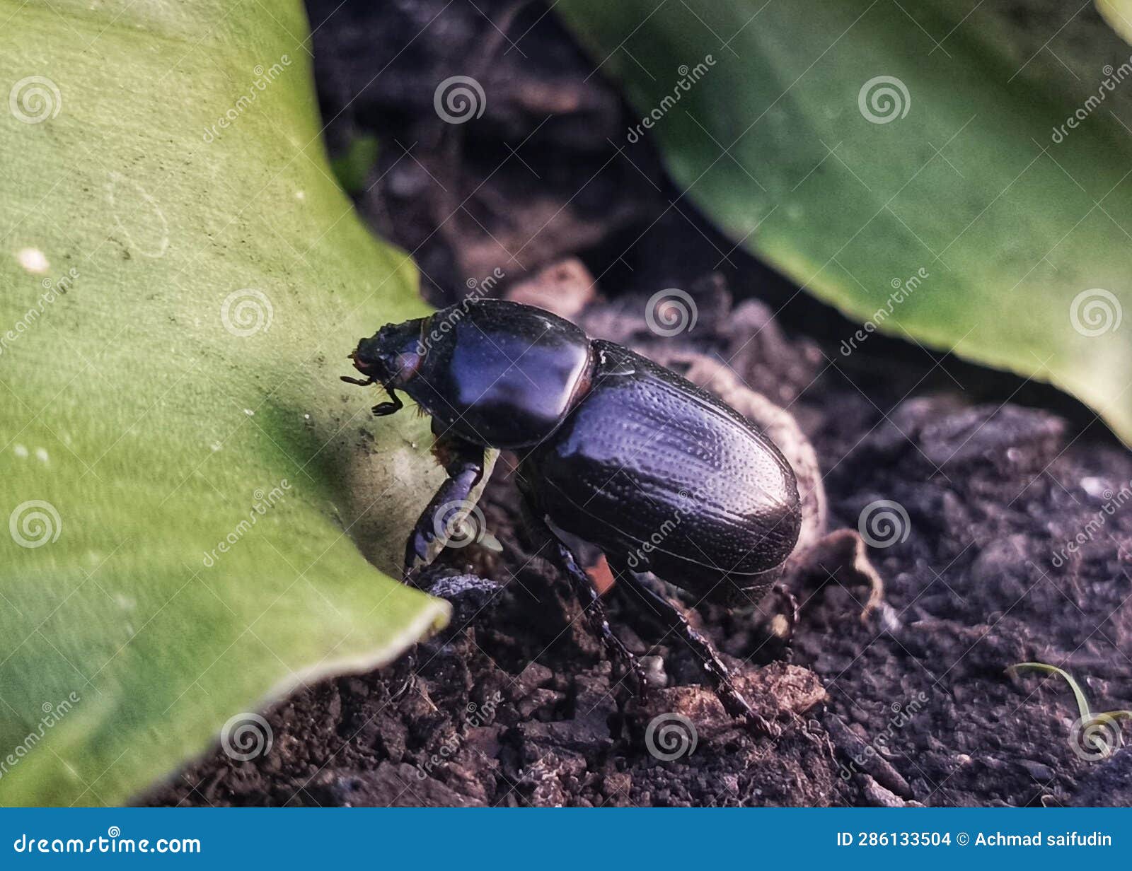 Diloboderus Abderus or Rhino Beetle Crawls on the Ground Stock Photo - Image of small ...