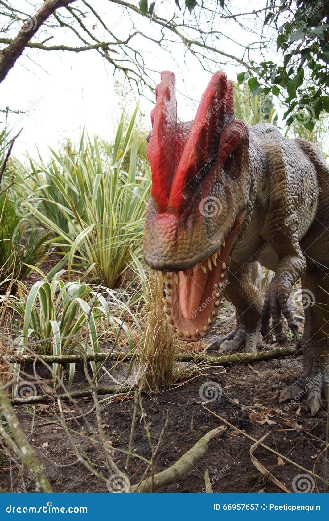 Dilophosaurus - Dilophosaurus Wetherilli Stock Image - Image of green ...