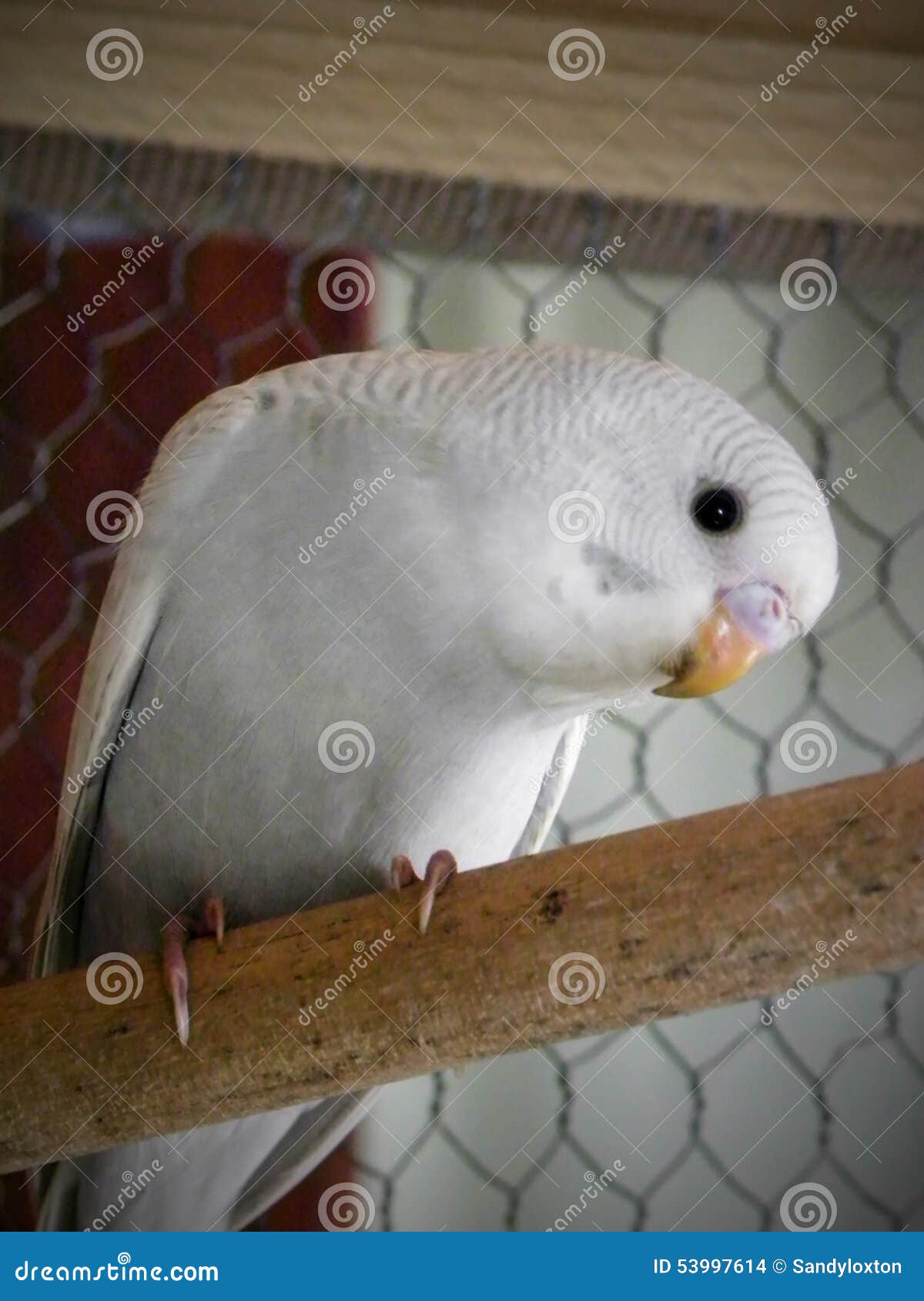Dilute Grey baby Budgie stock photo. Image of pets, fledglings - 53997614