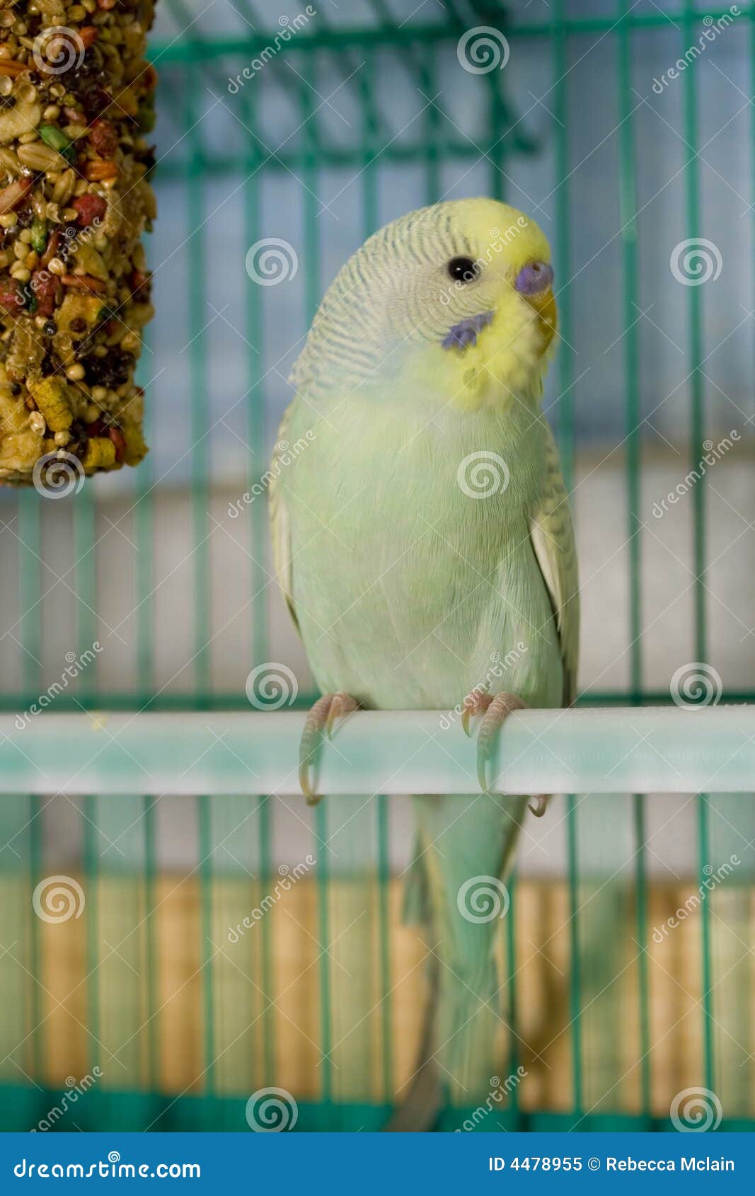 Dilute opaline parakeet stock image. Image of dilute, young - 4478955