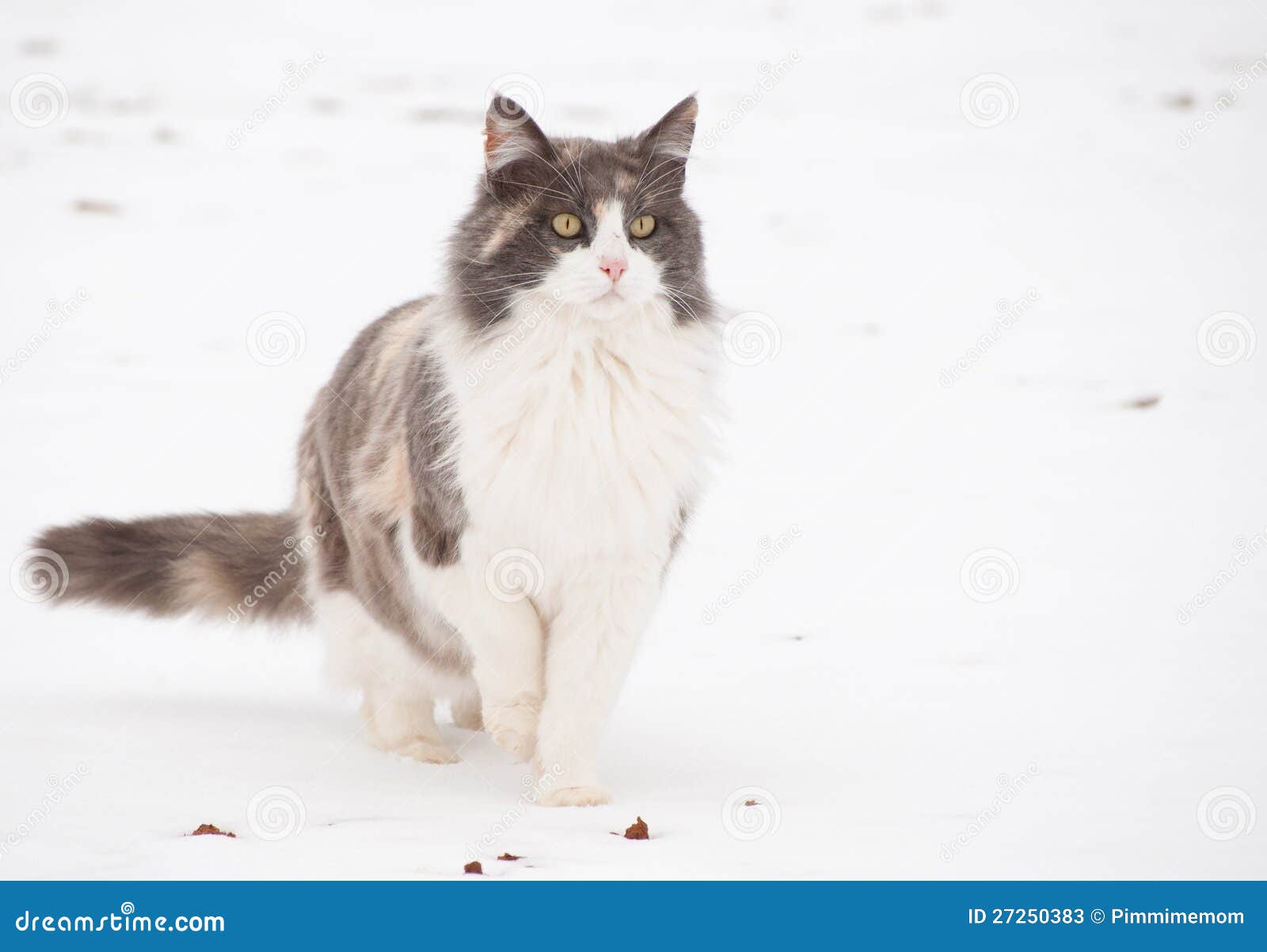 Diluted calico cat in snow stock image. Image of kitty - 27250383