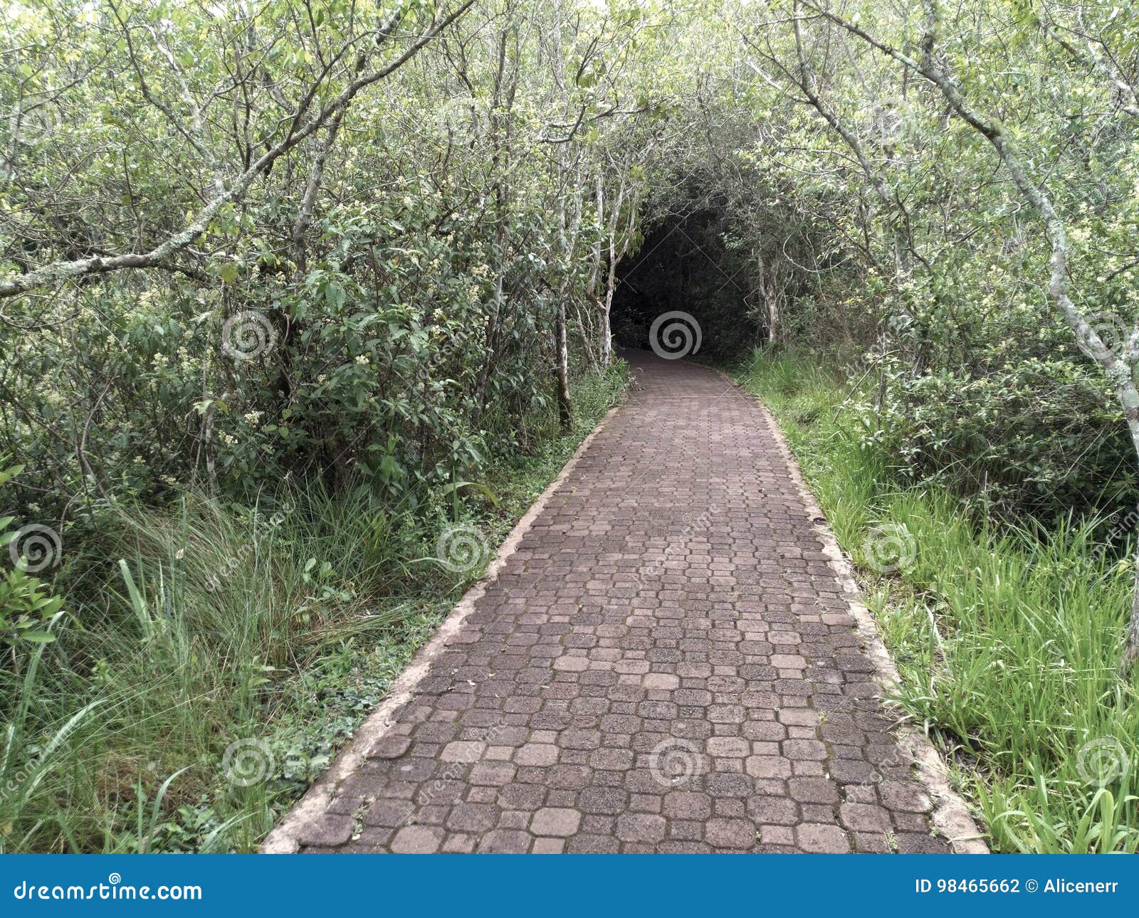 Dim Pathway To Tree-covered Alley Stock Photo - Image of spooky, park ...