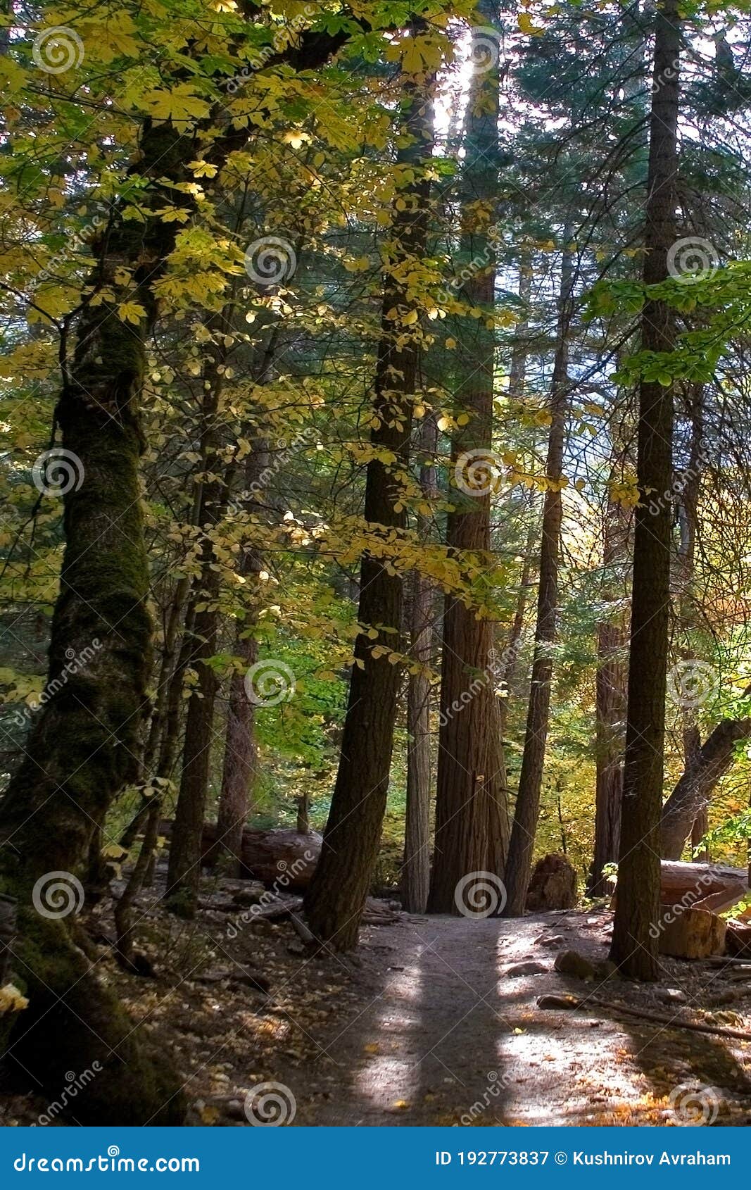 Dim sun stock image. Image of trunks, green, landscape - 192773837
