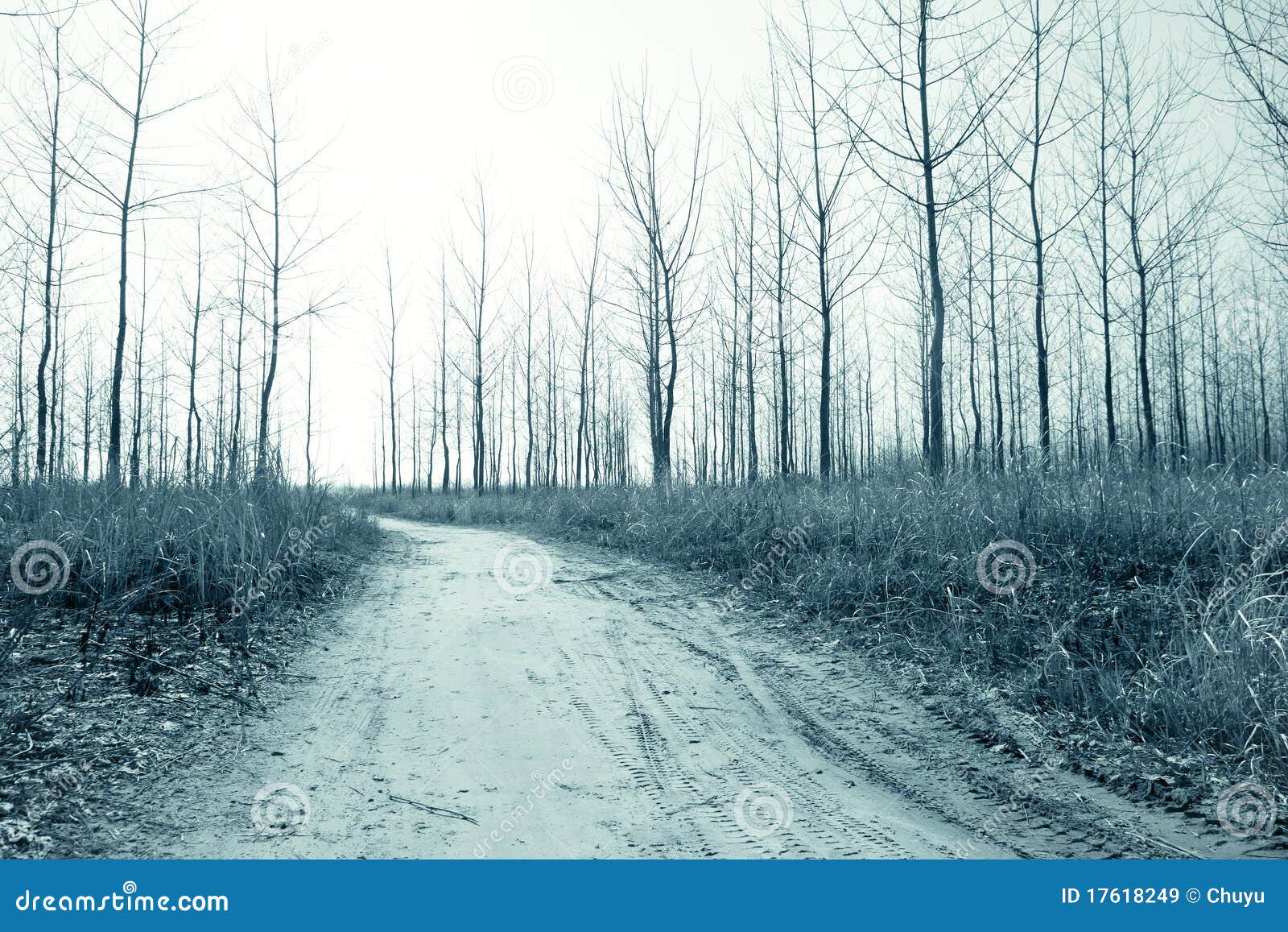 Dim woods stock image. Image of sunlight, autumn, nature - 17618249