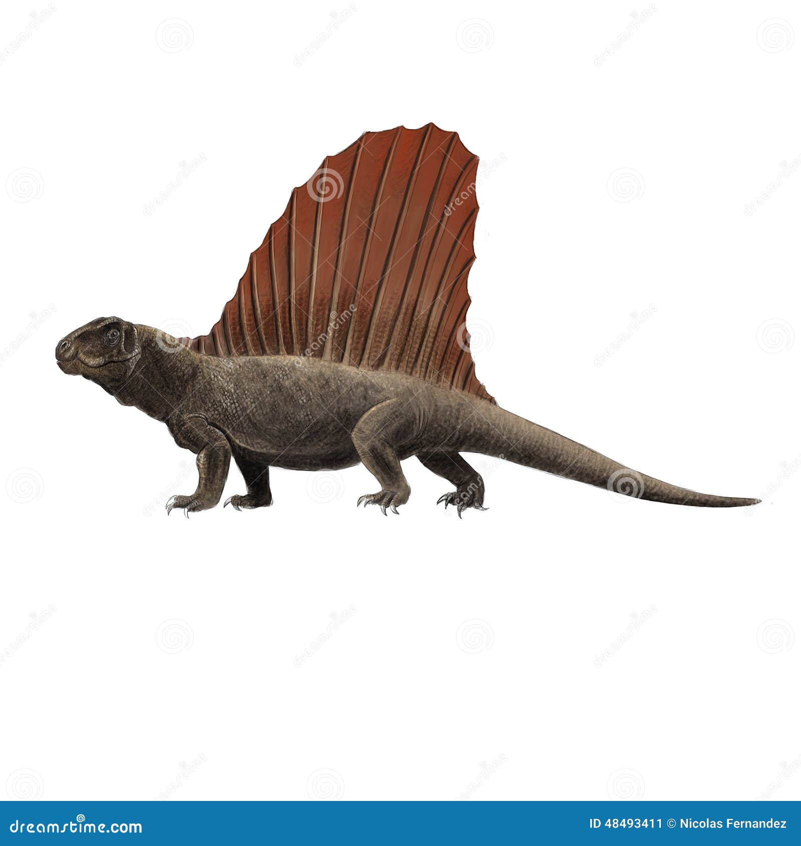 Dimetrodon Vector Illustration | CartoonDealer.com #53191642