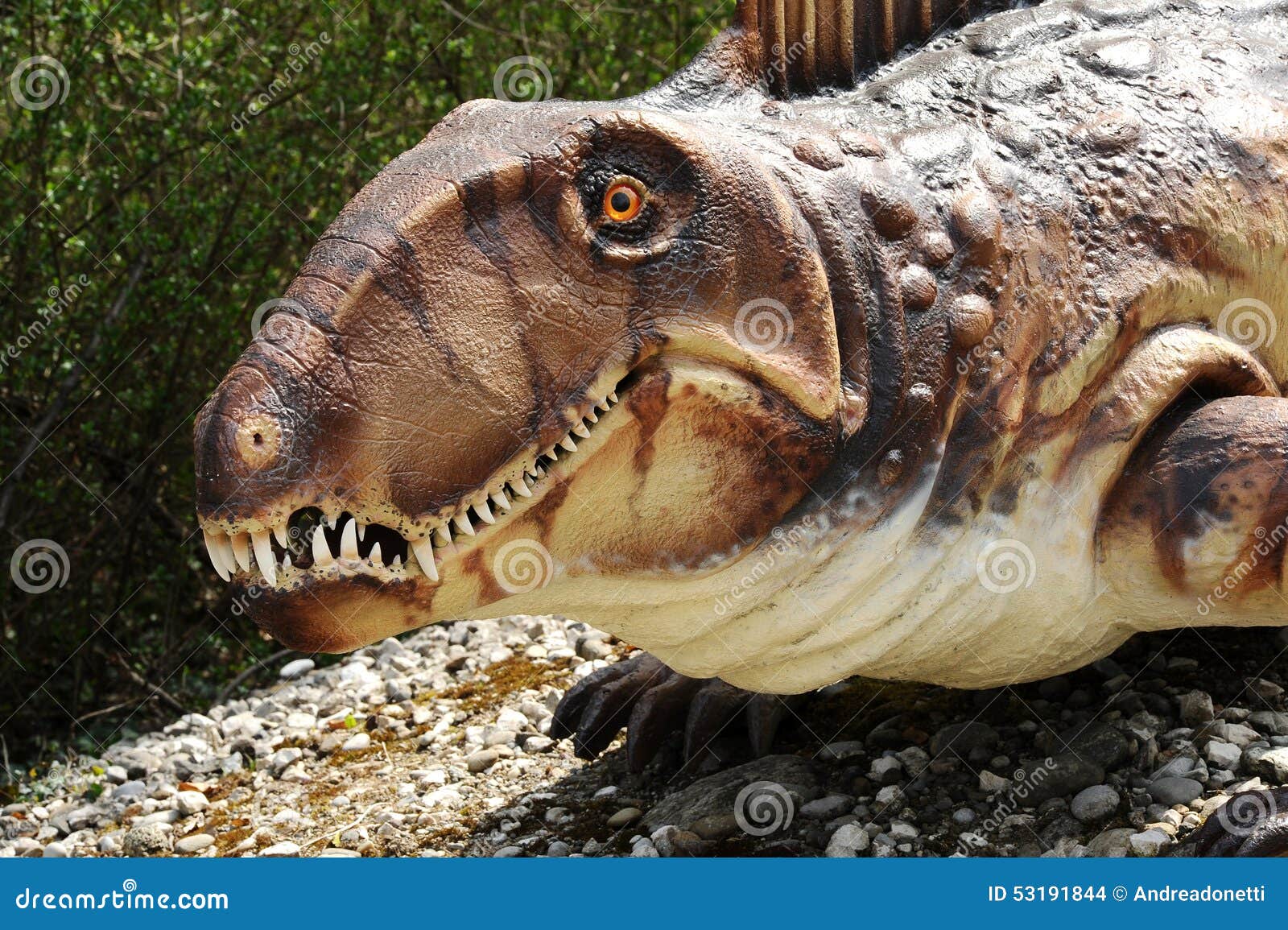 Close-up Of An Extinct Triceratops Dinosaur Made Of Rubber And Metal ...