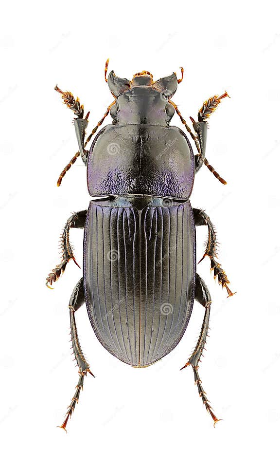 Dimidiatus van Harpalus stock afbeelding. Image of insect - 19319149