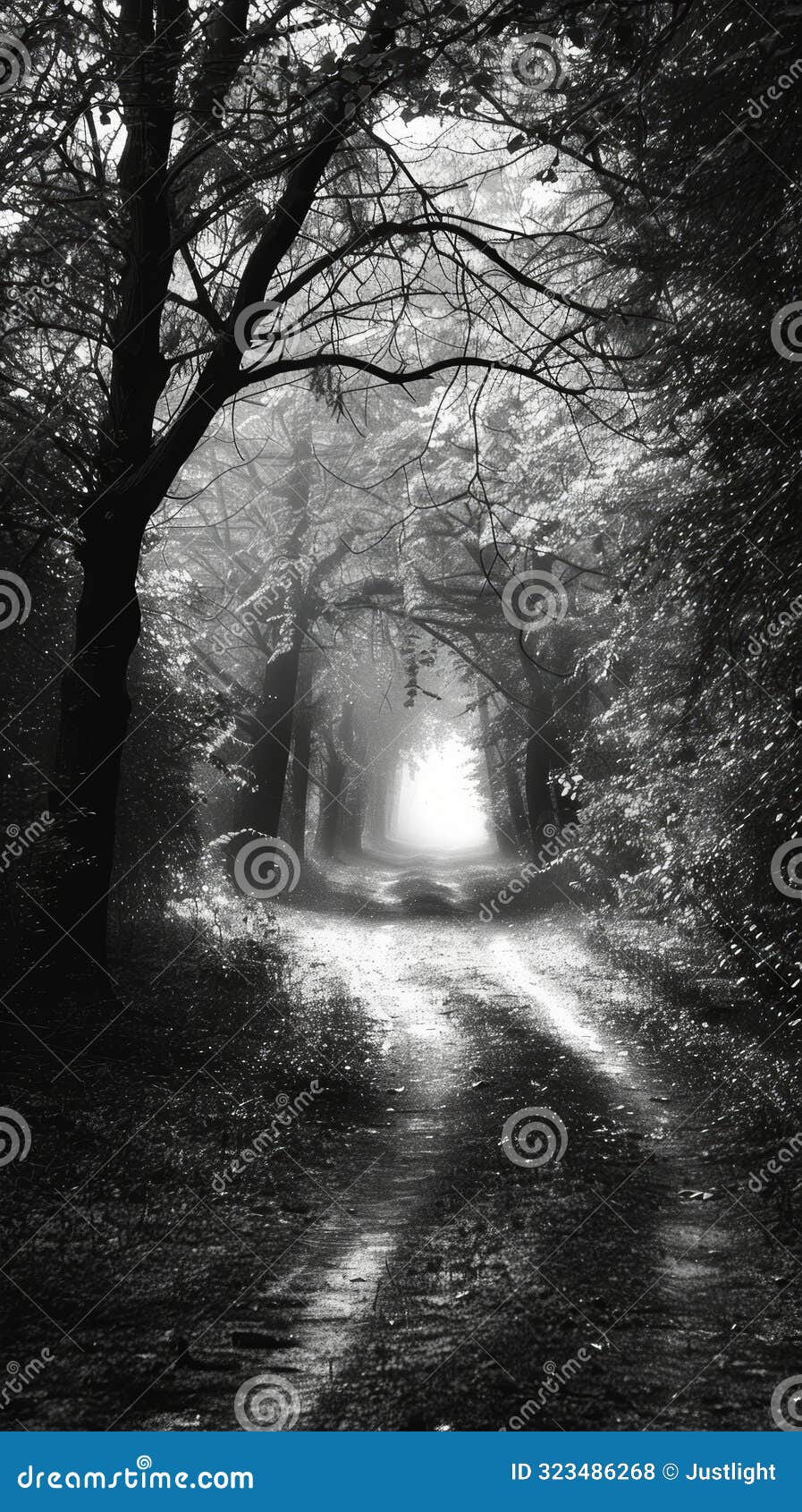 The Dimly Lit Pathway Beckons Its Destination Unknown in the Dense ...