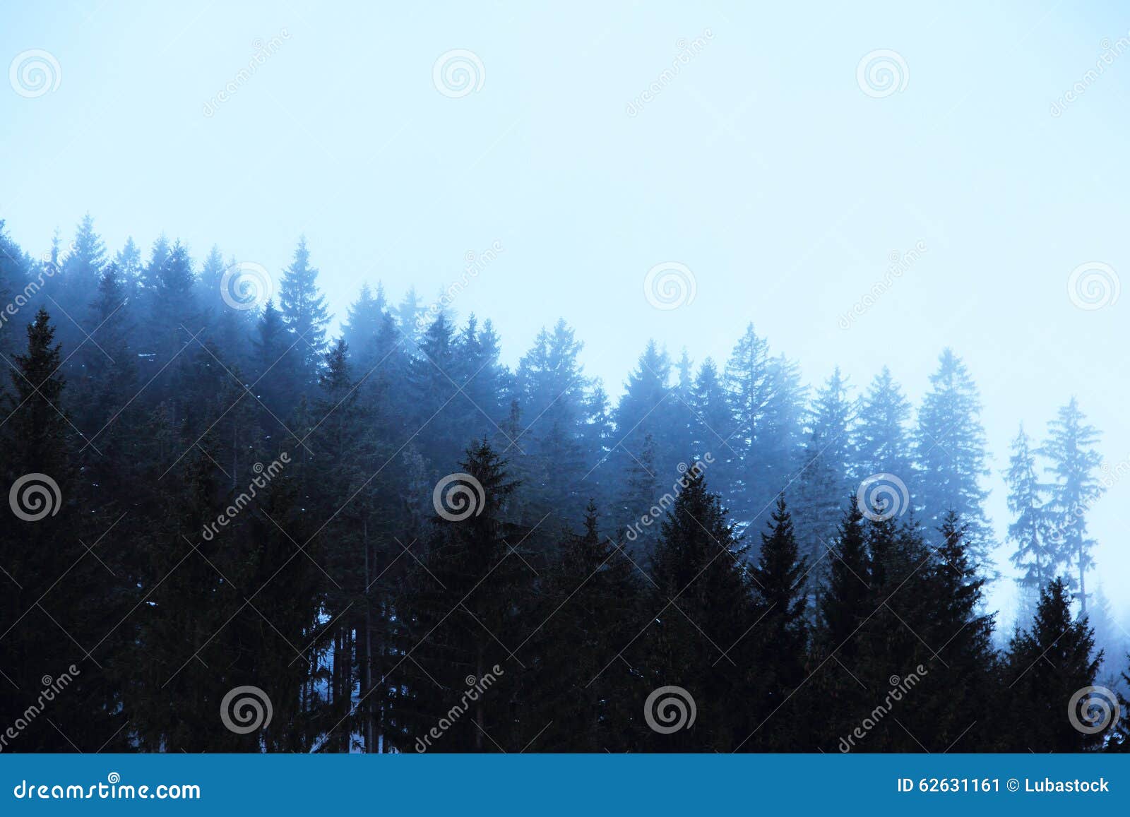 Dimmig granskog fotografering för bildbyråer. Bild av himmel - 62631161