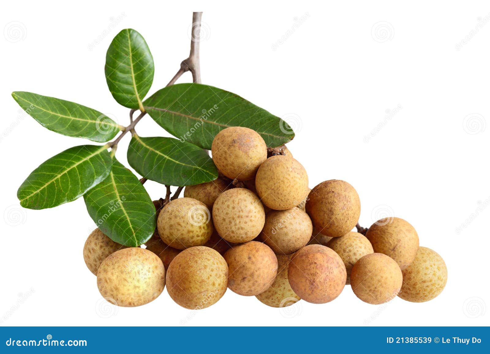 Dimocarpus Longan, Longan Fruits From Asia Belonging To Lychee Family ...