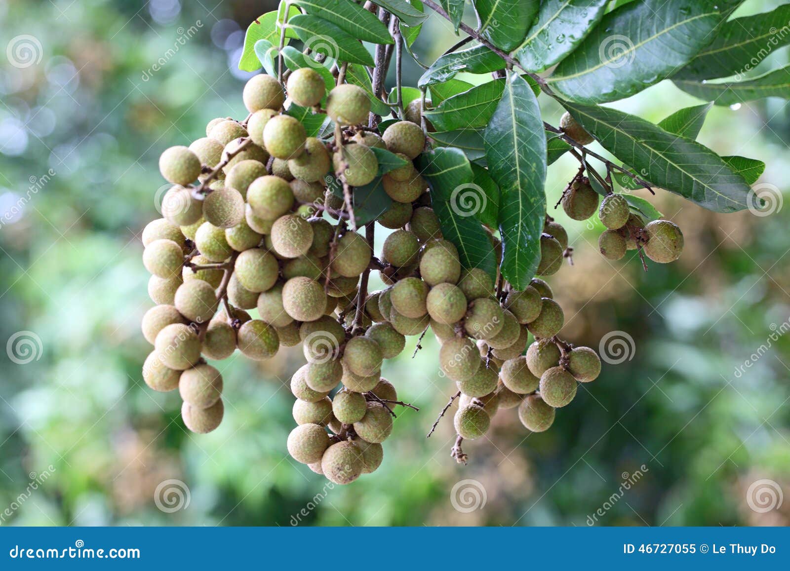 Dimocarpus Longan Lour Or Longan Tree Isolated On White Background ...