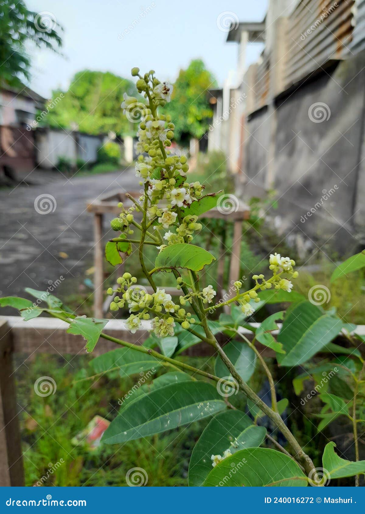 Dimocarpus Longan Flower & X28;also Called Longan, Kelengkeng ...