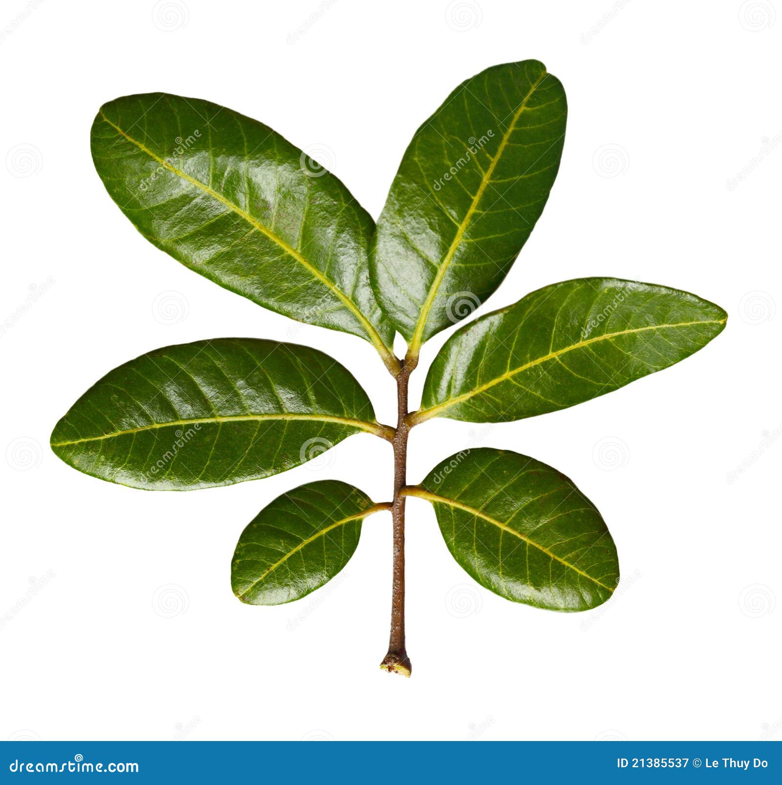 Dimocarpus Longan Lour Or Longan Tree Isolated On White Background ...