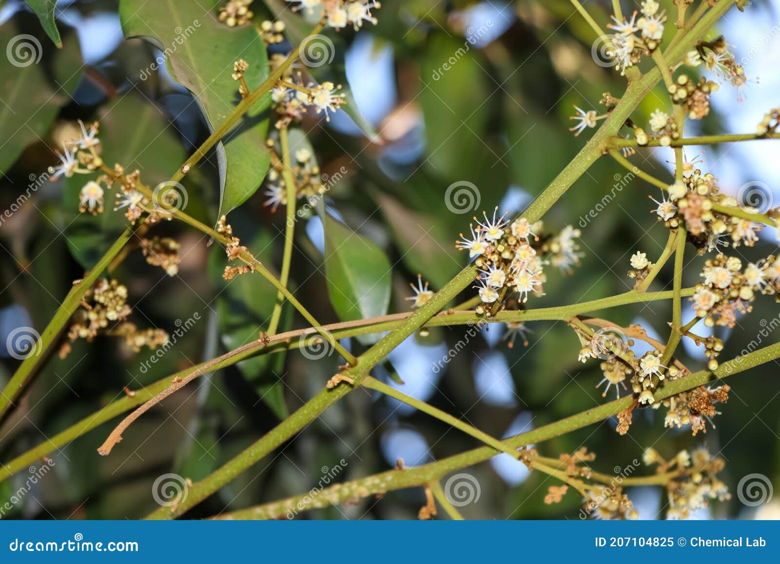 Dimocarpus Longan Lour Flower Stock Image - Image of juicy, exotic ...