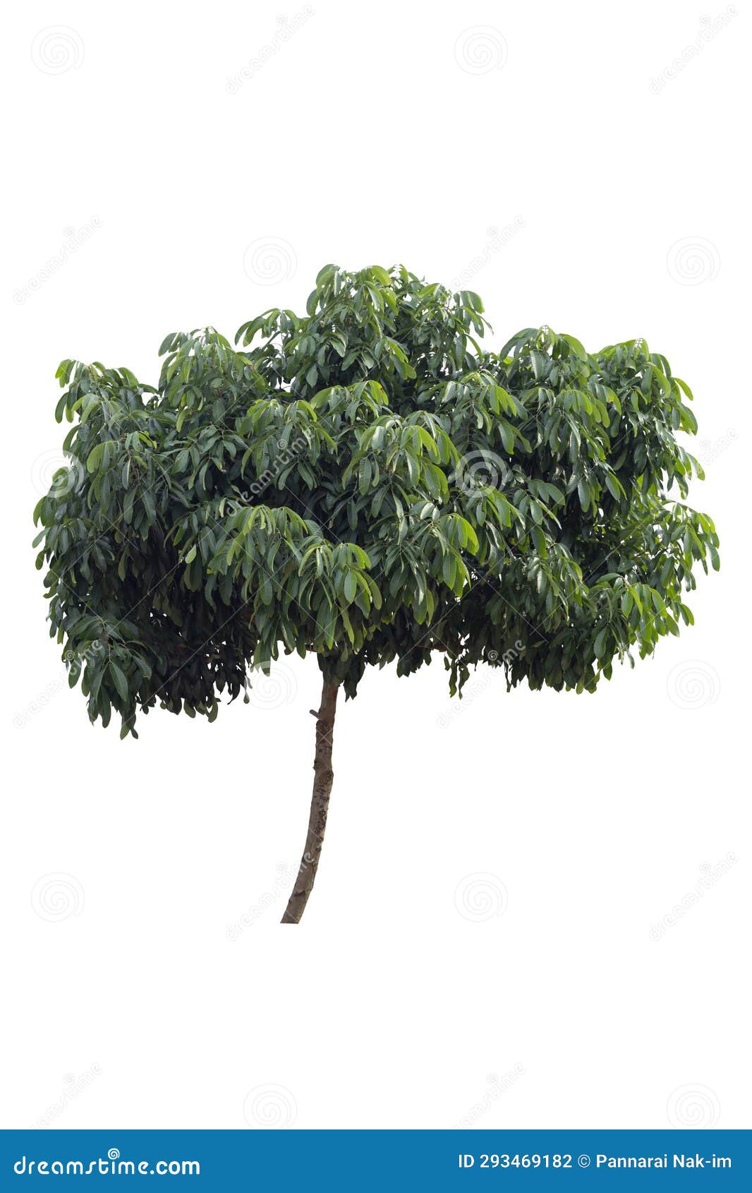 Dimocarpus Longan Lour or Longan Tree Isolated on White Background ...