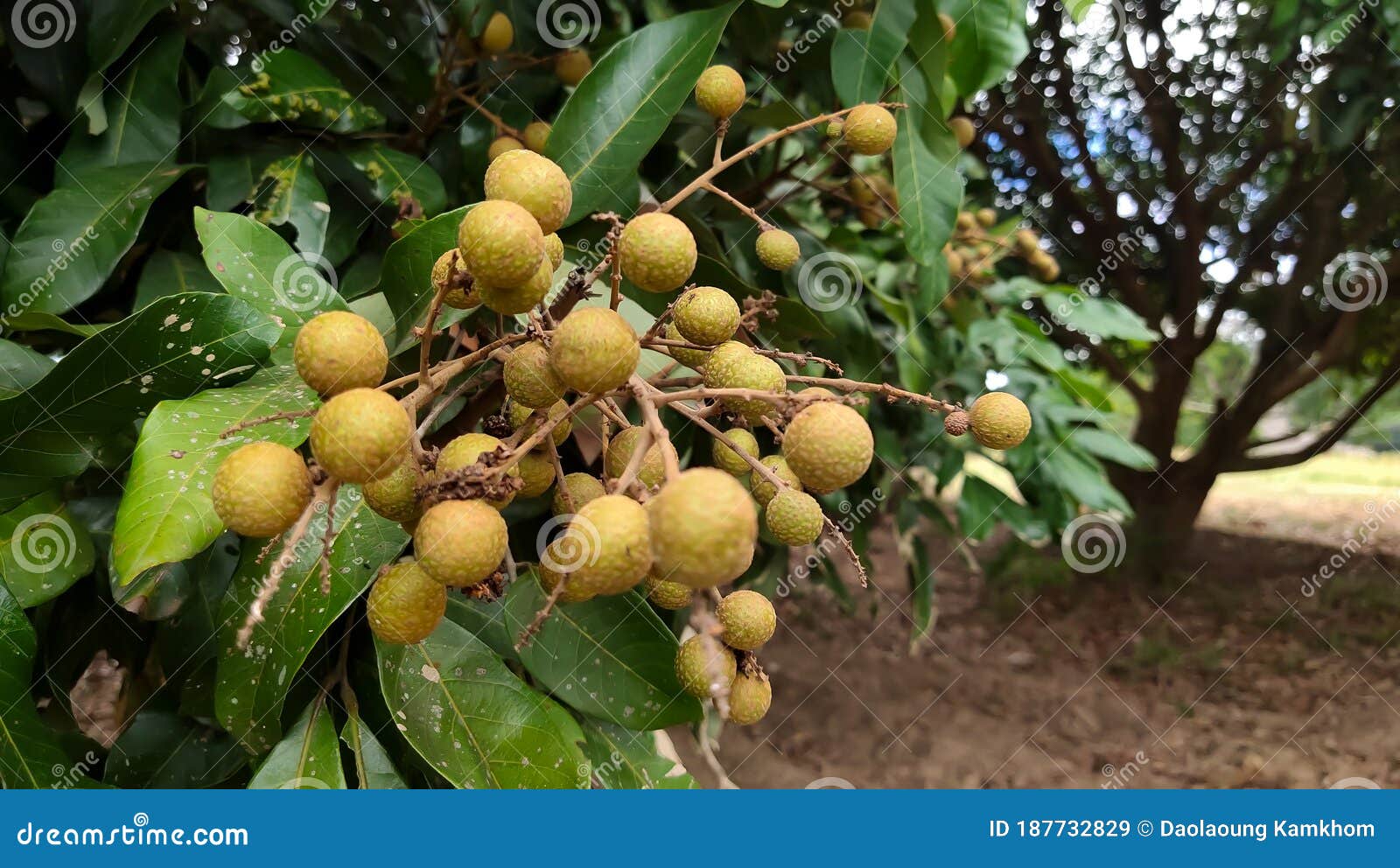 Dimocarpus Longan Lour Or Longan Tree Isolated On White Background ...