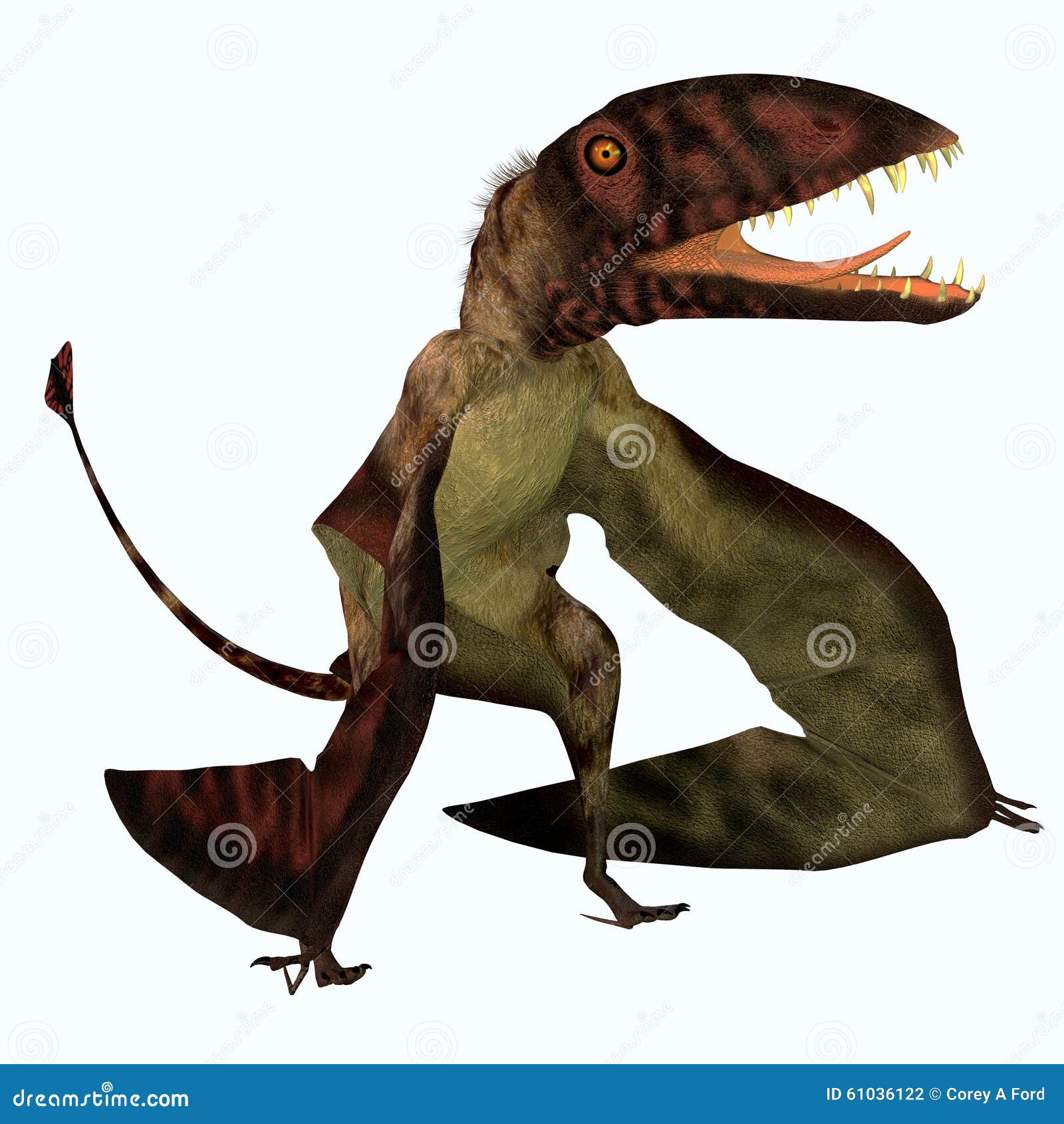 Dimorphodon Pterosaur ilustração stock. Ilustração de dinossauro - 61036122