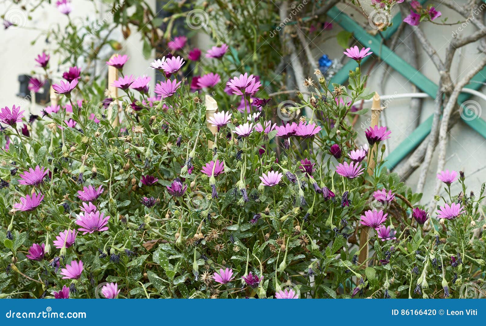 Dimorphoteca stock photo. Image of masses, landscape - 86166420