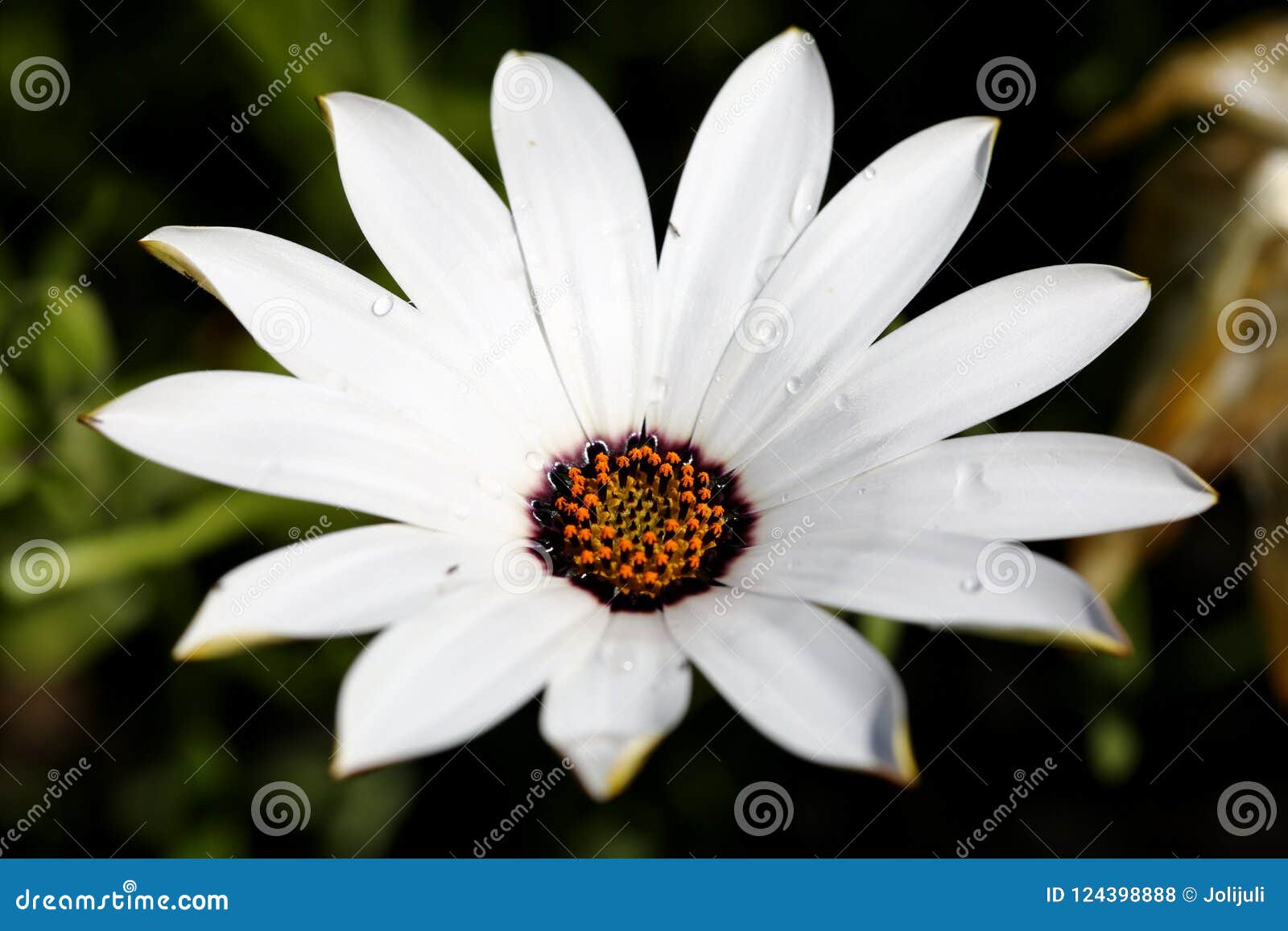 Dimorphotheca flower stock photo. Image of dimorphotheca - 124398888