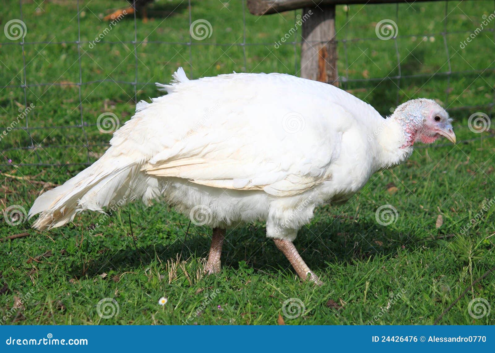 Dinde Blanche Image libre de droits - Image: 24426476