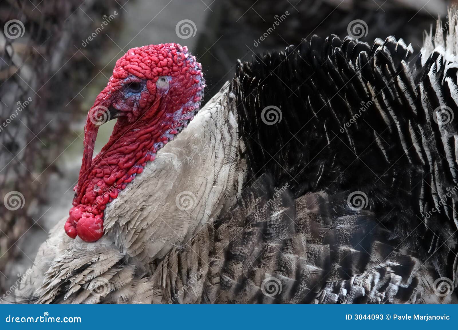 Dinde Domestique Image. Image: 3044093