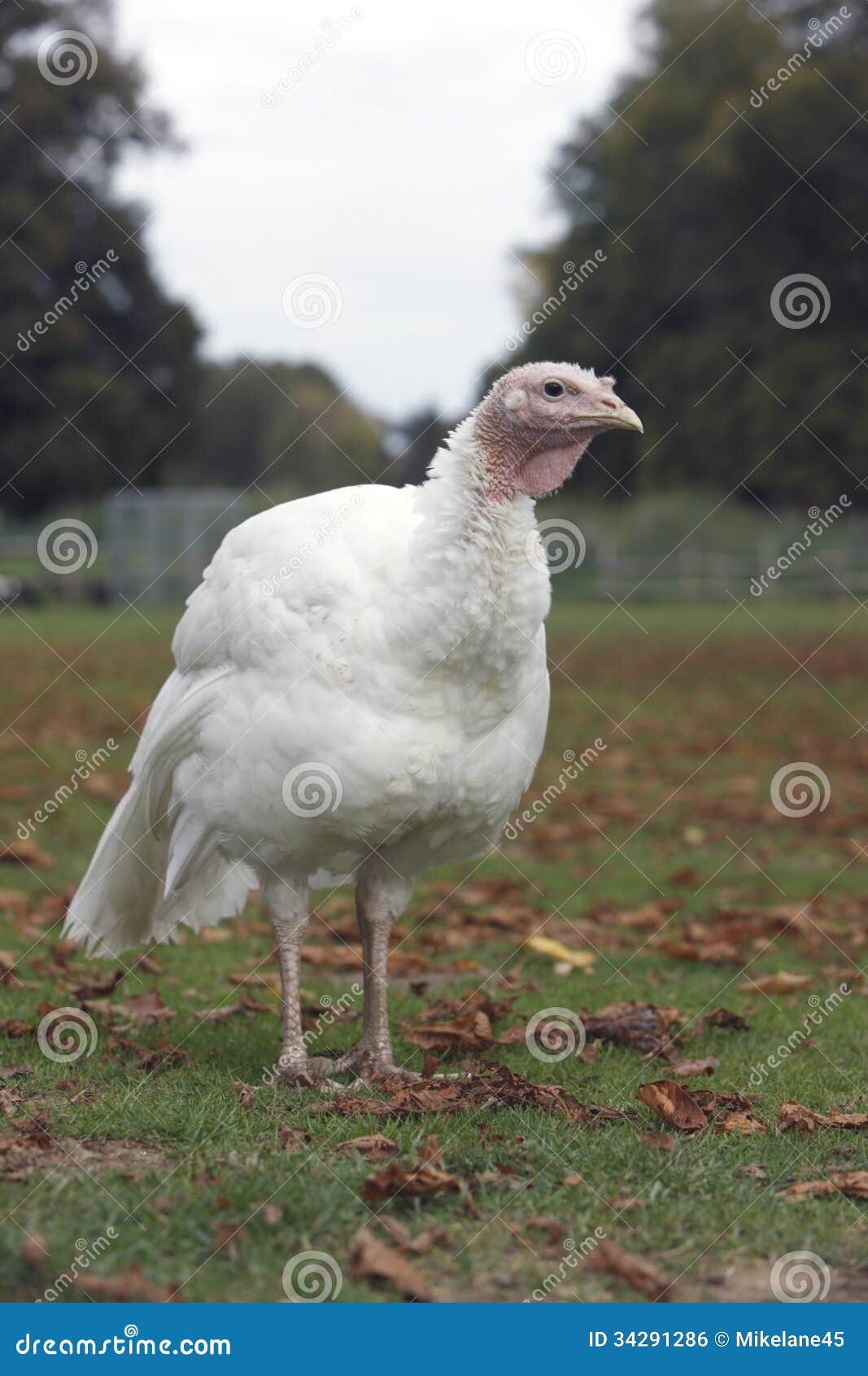 Dinde domestique photo stock. Image du grand, libre, errer - 34291286