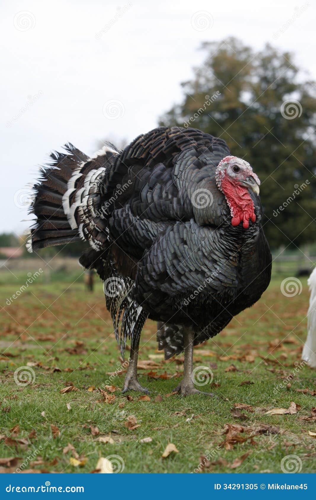 Dinde domestique image stock. Image du domestique, grand - 34291305