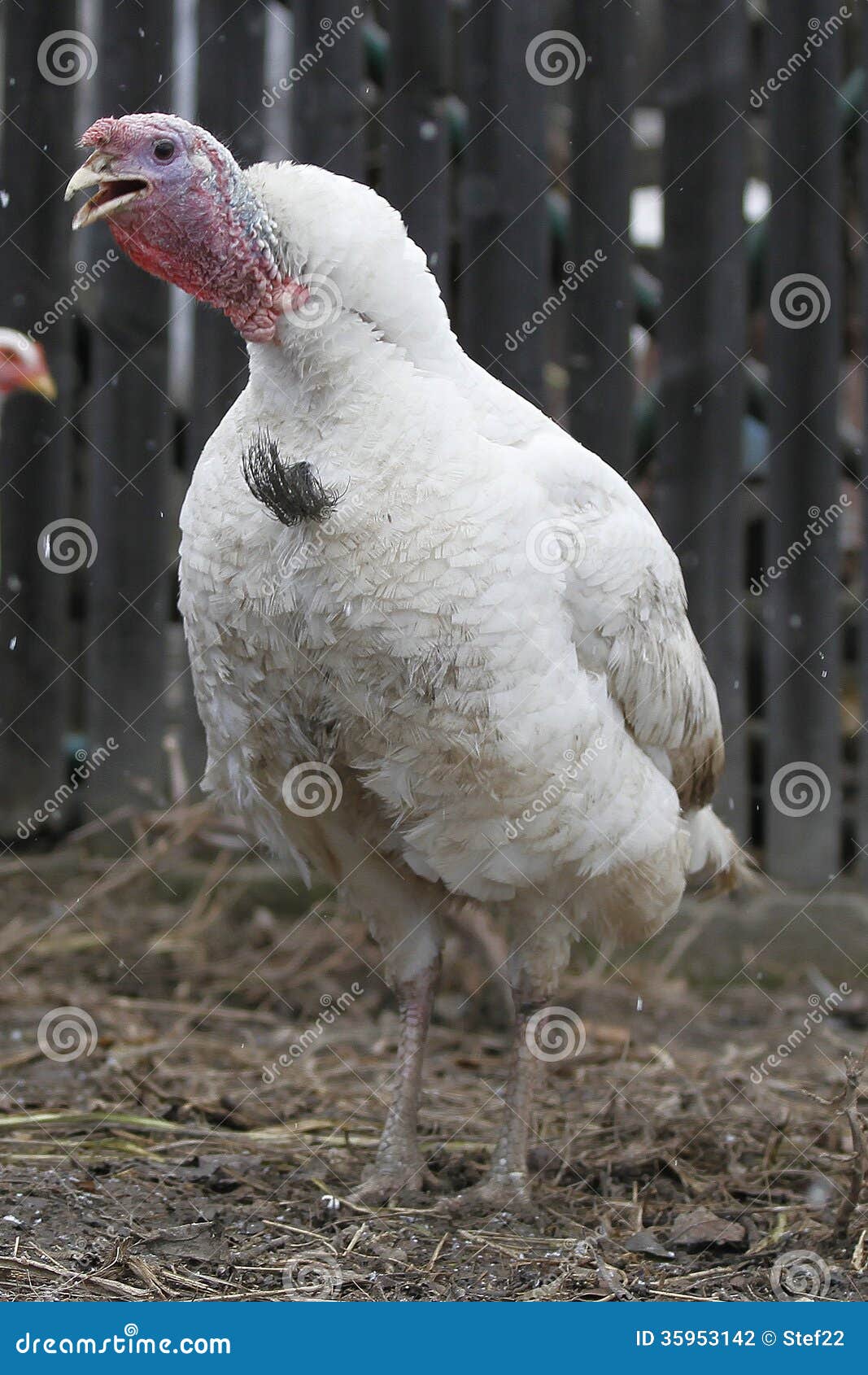 Dinde domestique photo stock. Image du lumineux, masculin - 35953142