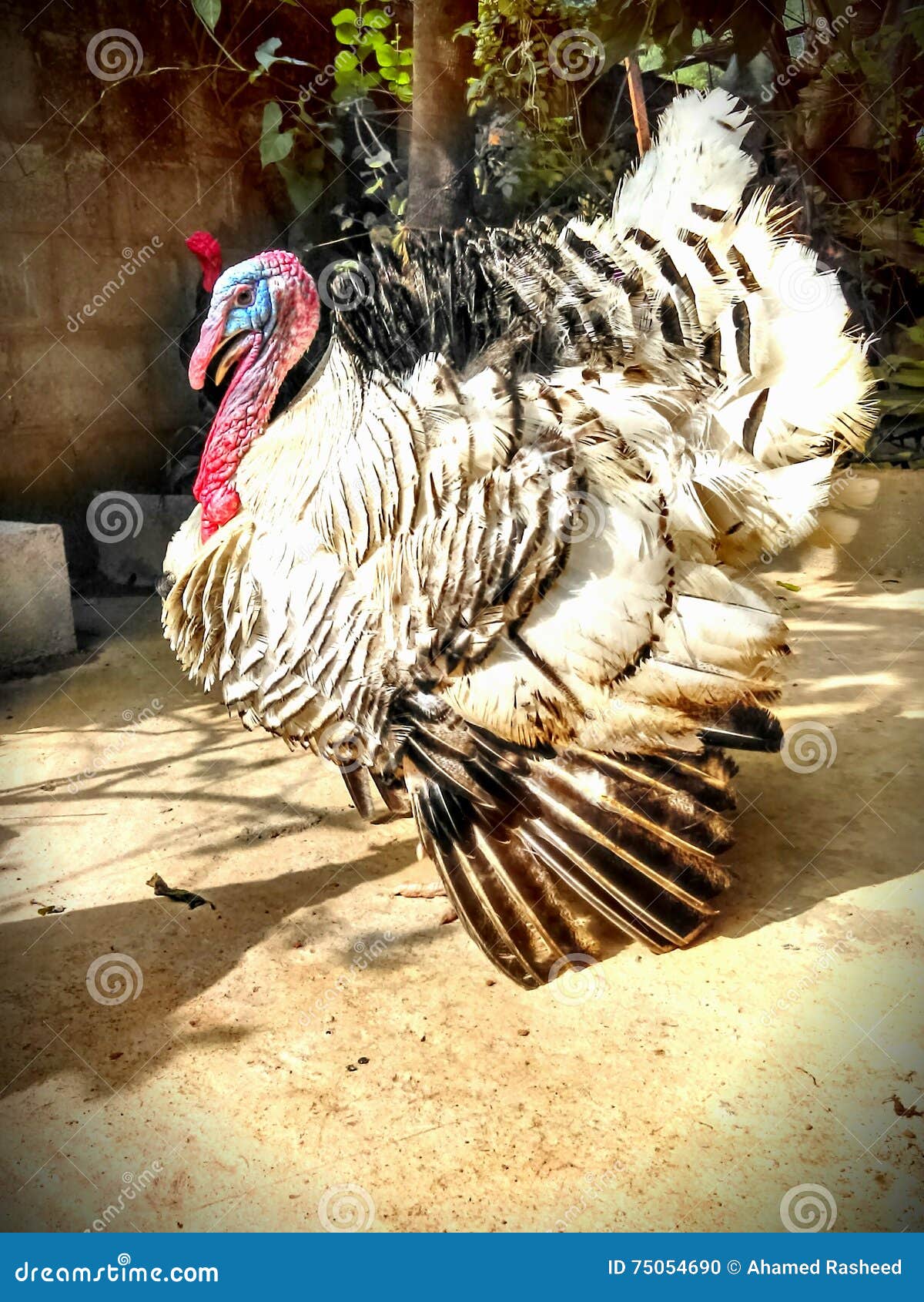Dinde noire et blanche photo stock. Image du blanc, associé - 75054690