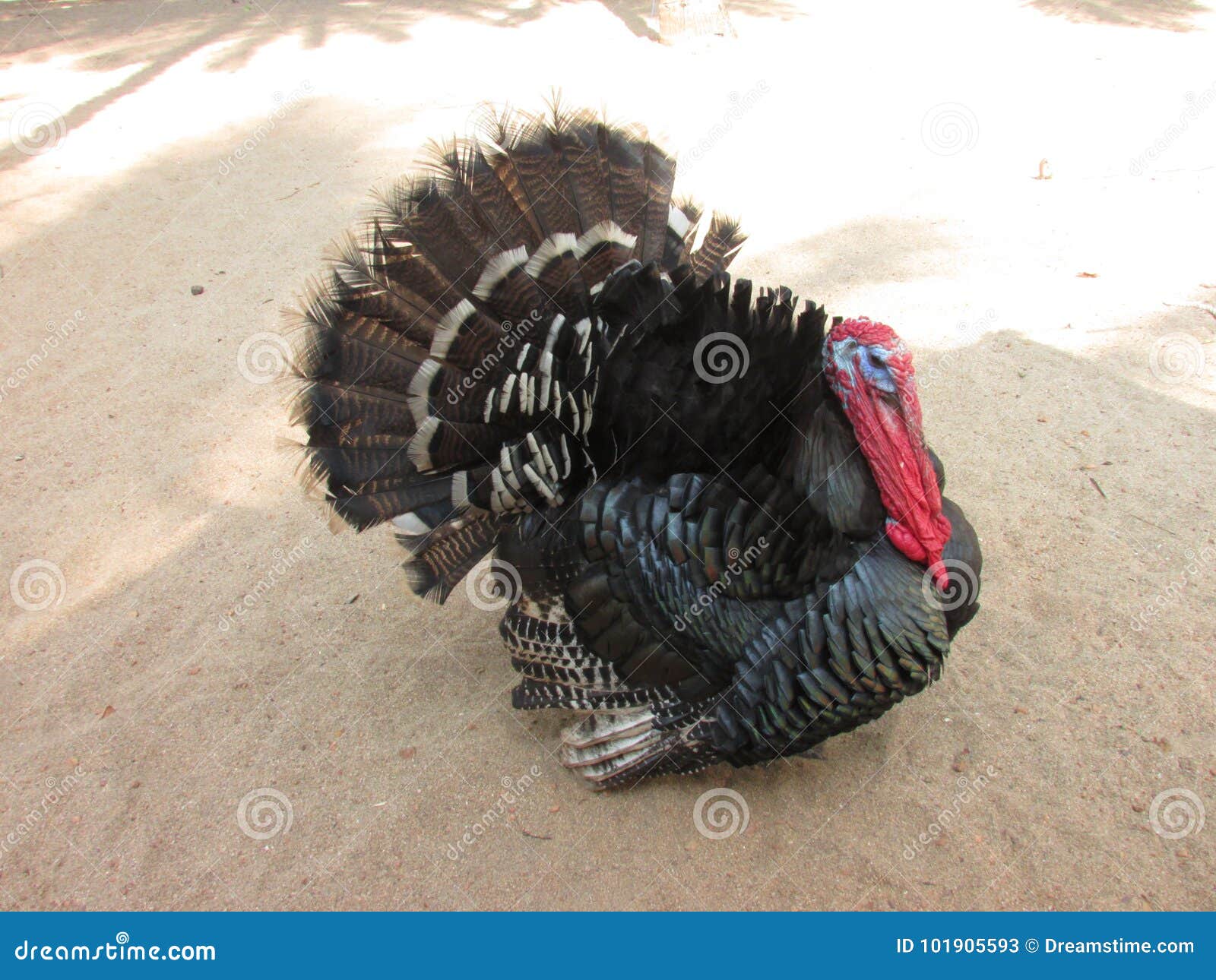 Dinde noire indienne image stock. Image du ombre, soleil - 101905593