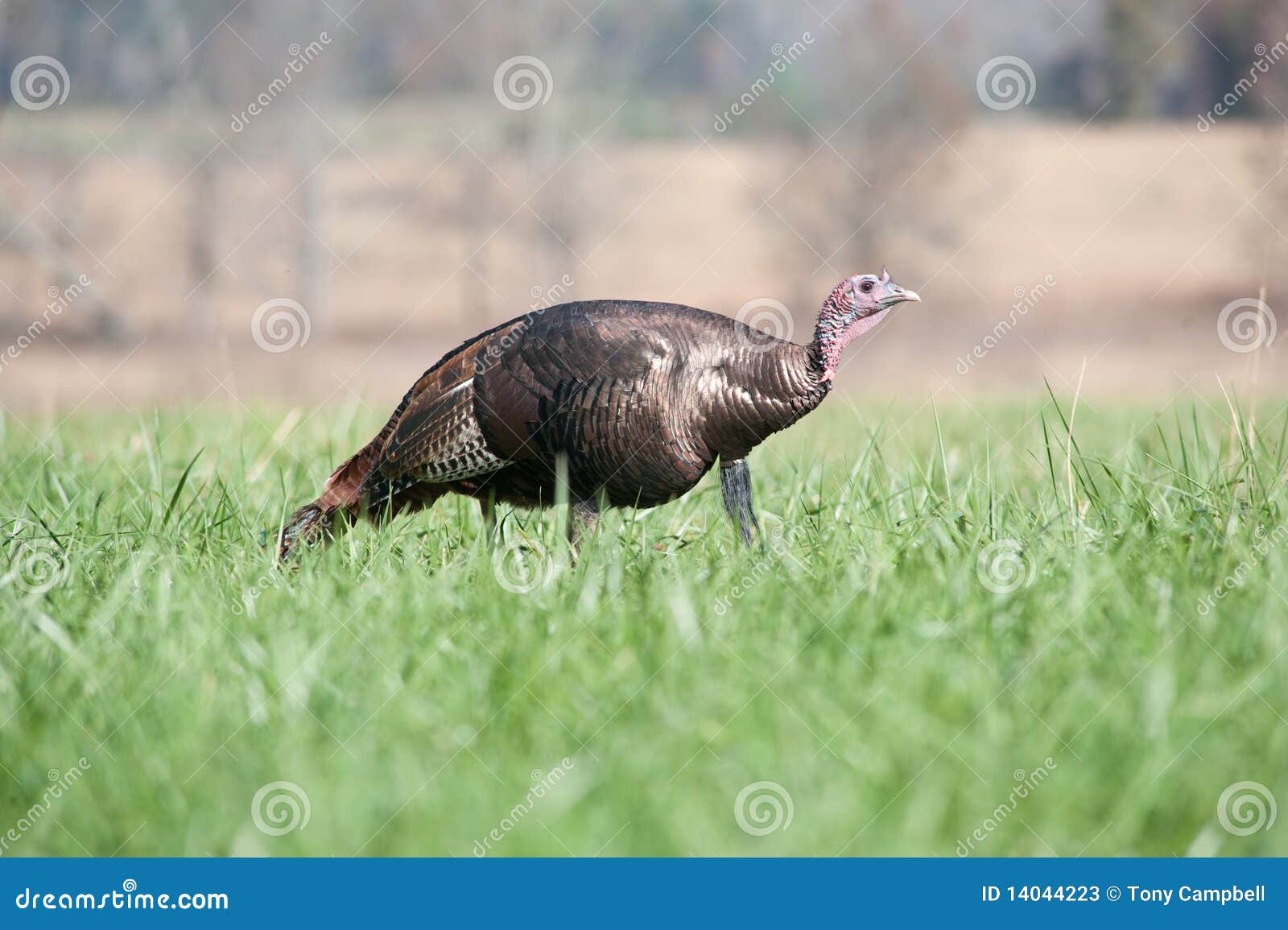 Dinde sauvage image stock. Image du oiseau, pré, faune - 14044223