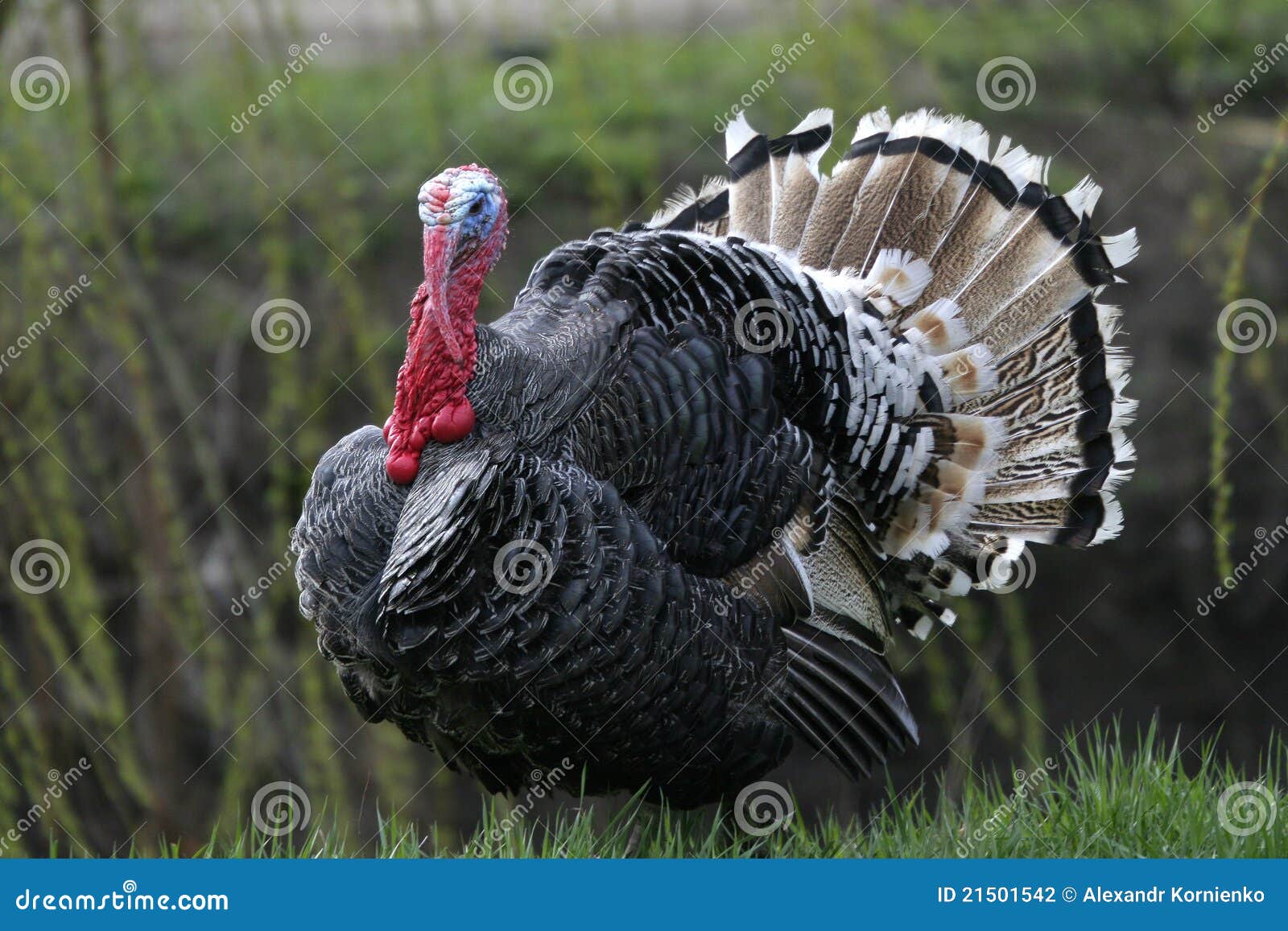 Dinde sauvage photo stock. Image du volaille, printemps - 21501542