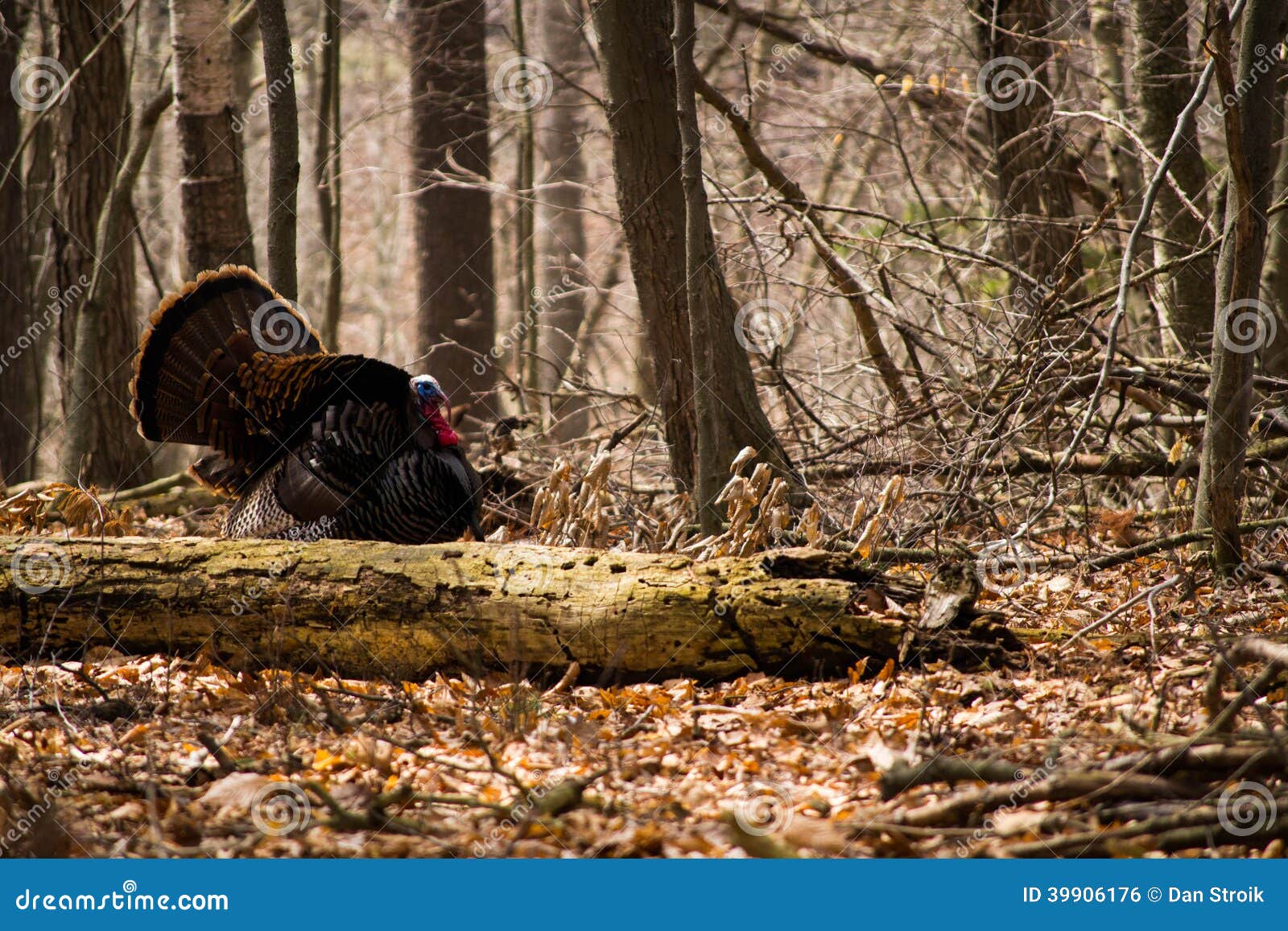 Dinde sauvage photo stock. Image du nature, clavettes - 39906176