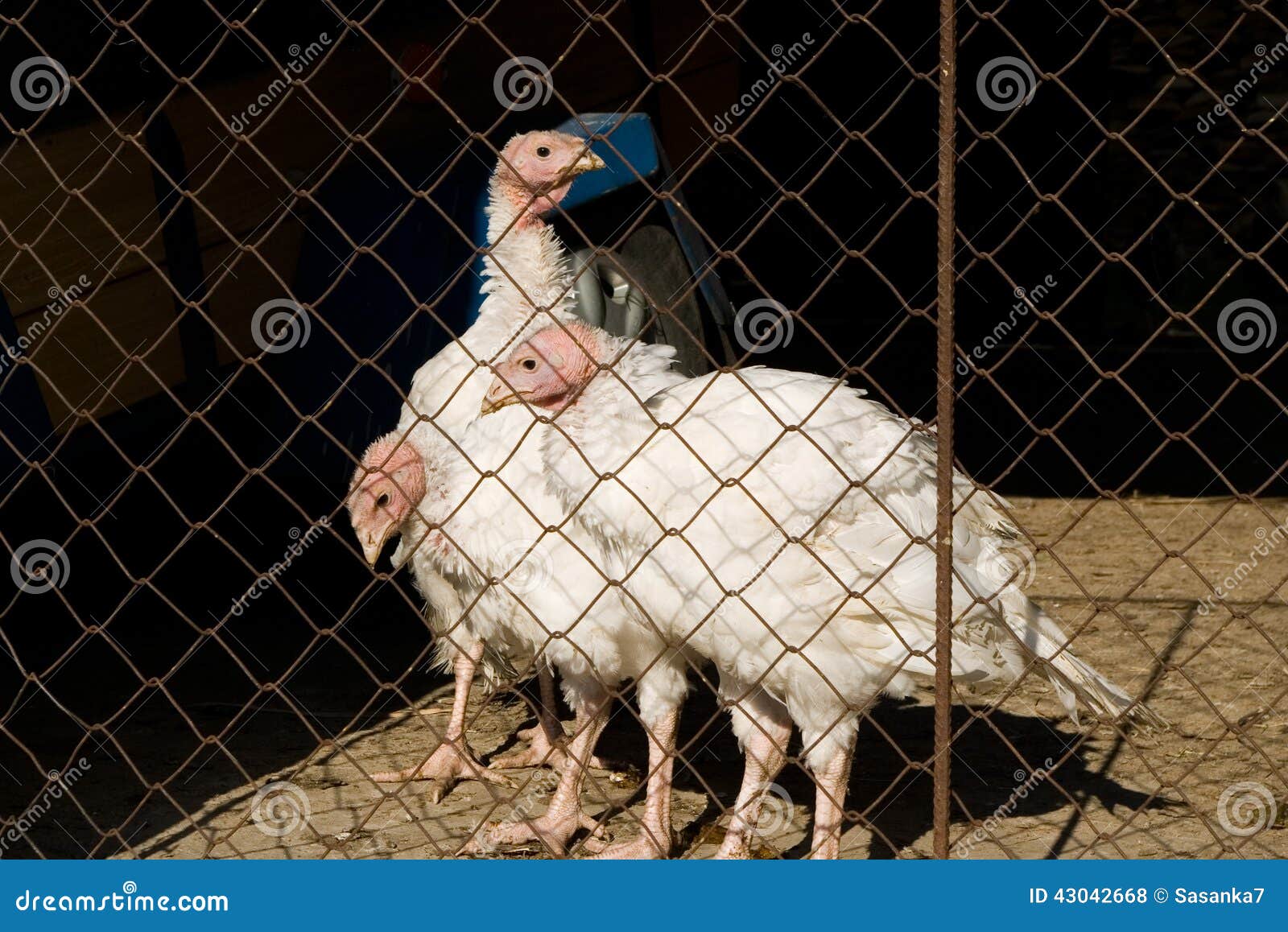 Dindes photo stock. Image du tête, oiseau, nourriture - 43042668