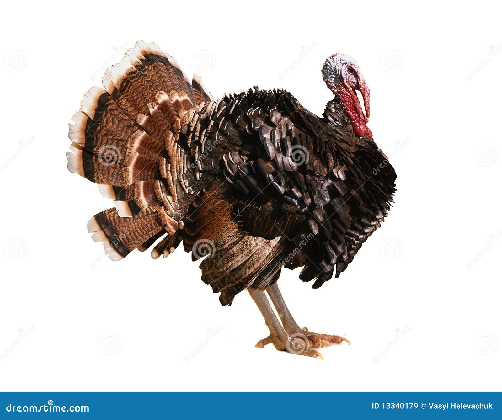 Dindon image stock. Image du blanc, créature, perchoir - 13340179
