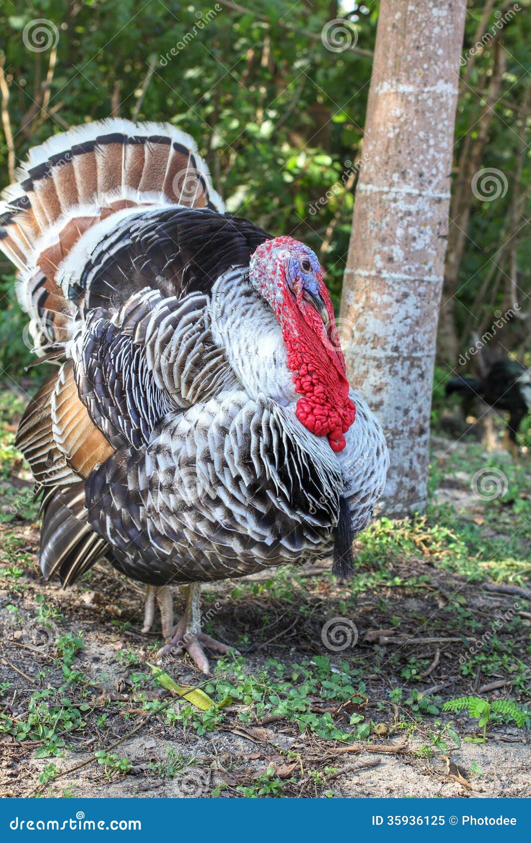 Dindon image stock. Image du affermage, grand, noir, animaux - 35936125