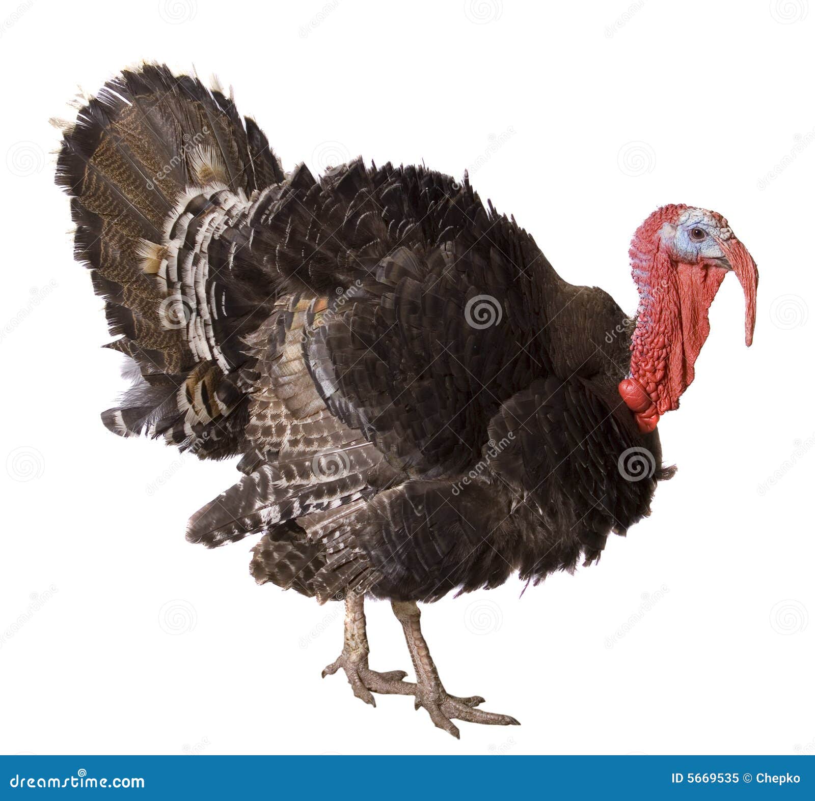 Dindon image stock. Image du viande, perche, graine, clavette - 5669535